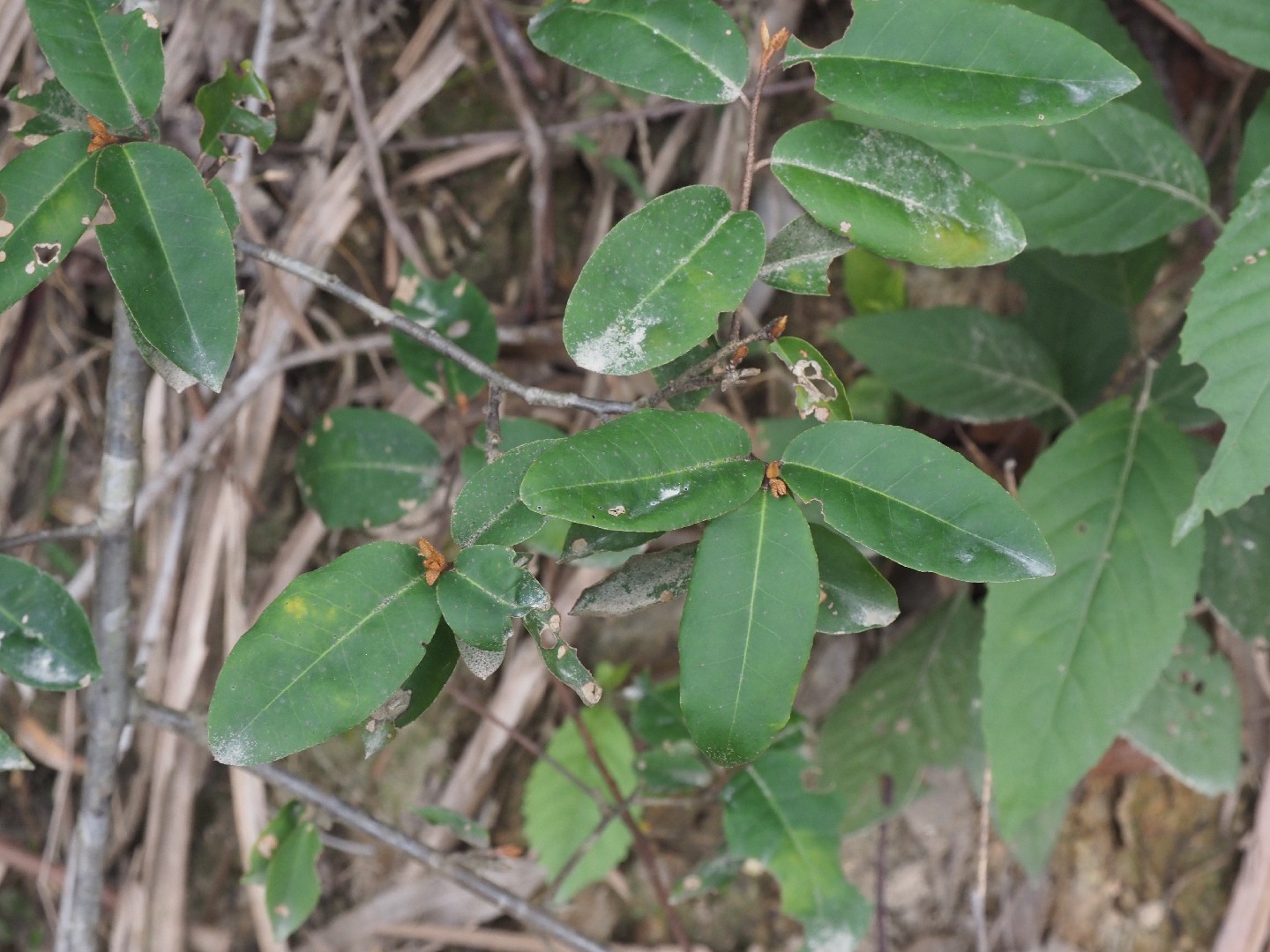 Elaeagnus glabra - PictureThis