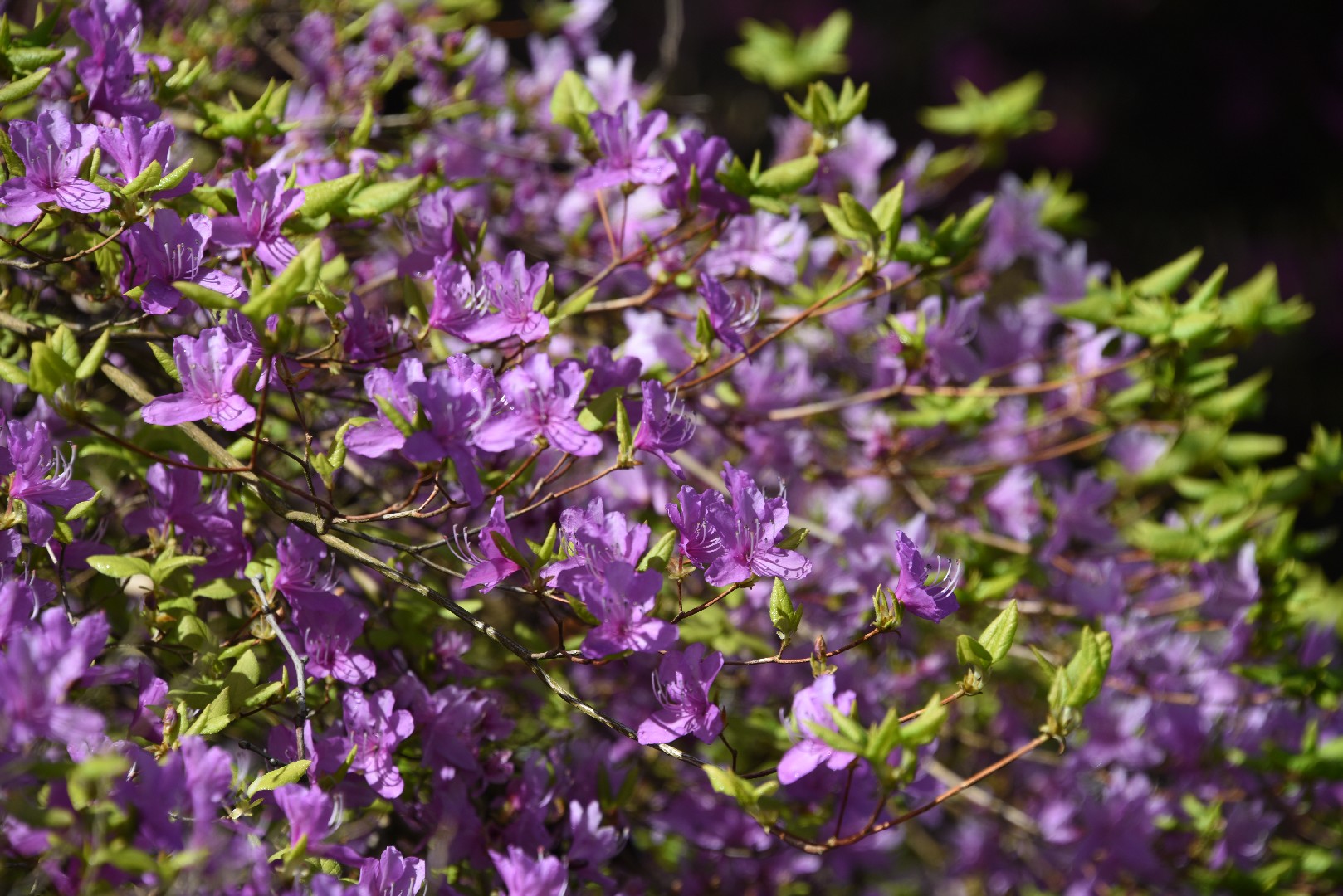 Rhododendron reticulatum - PictureThis