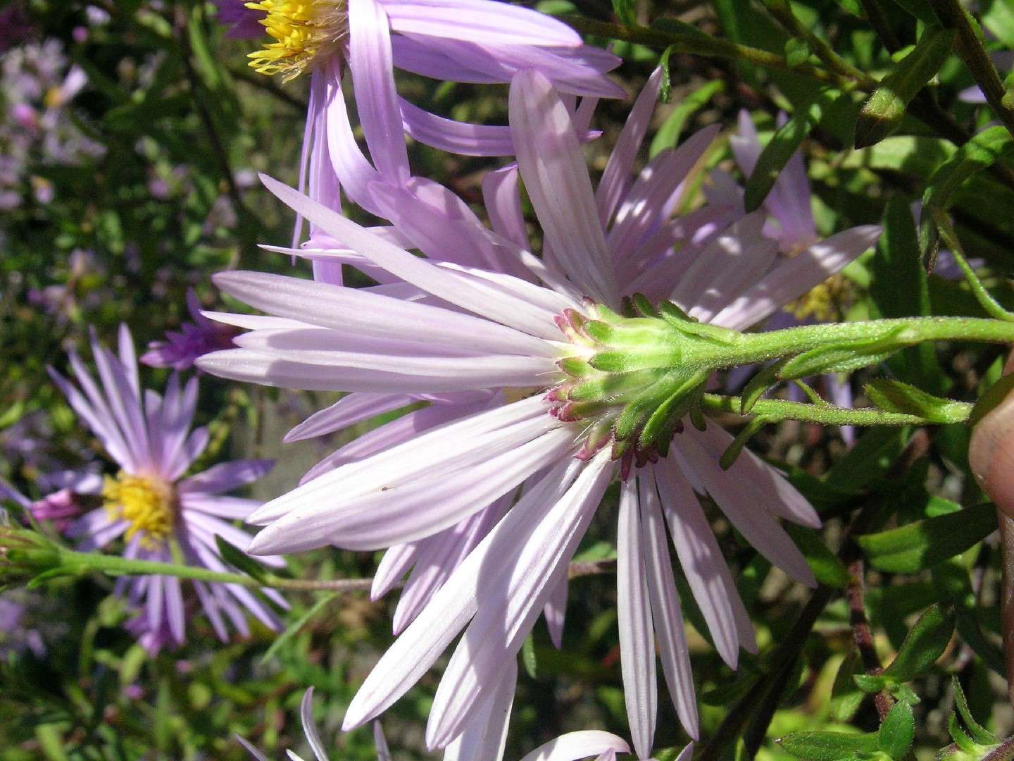 Aster pyrenaeus - PictureThis