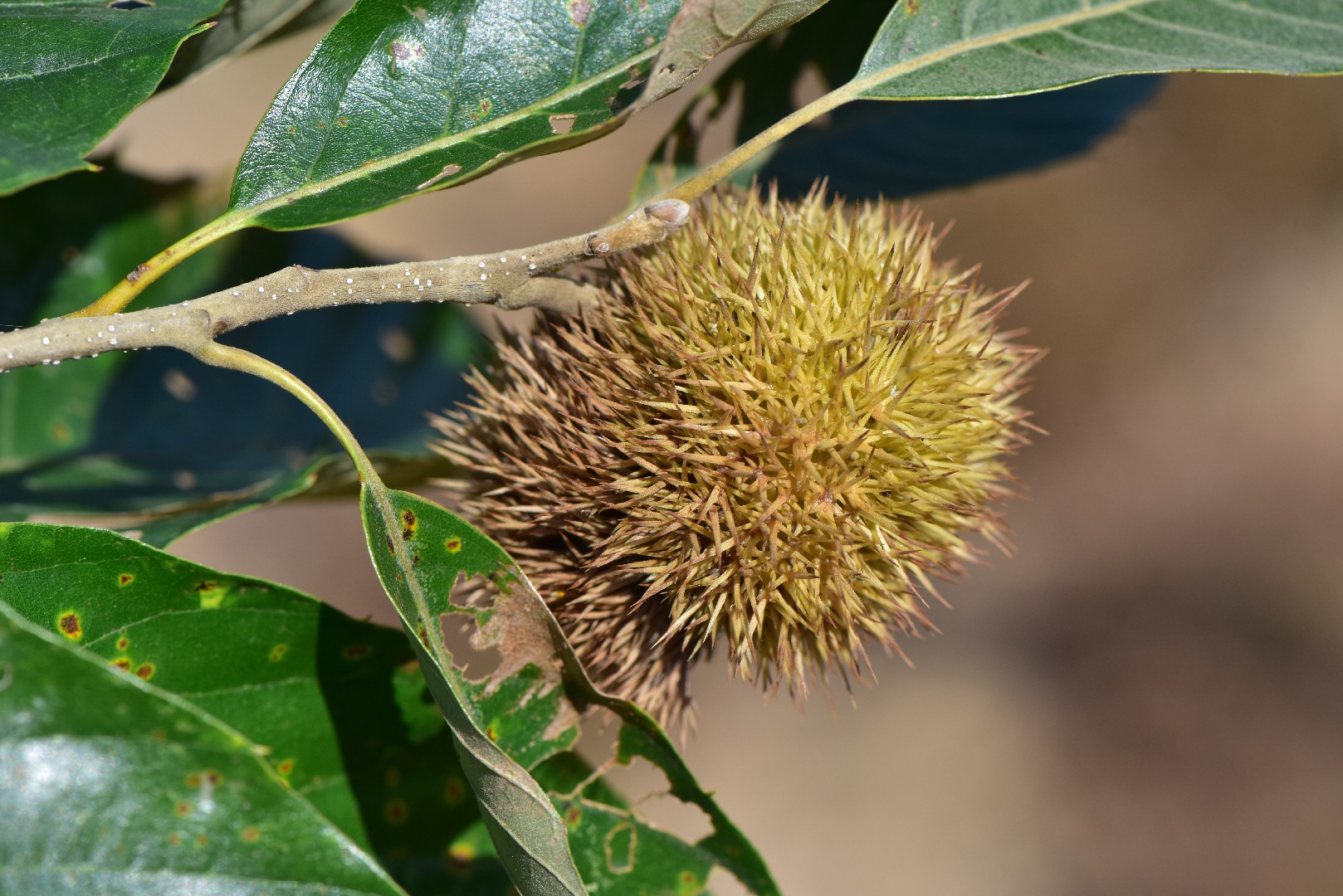 Chinesische kastanie (Castanea mollissima) - PictureThis