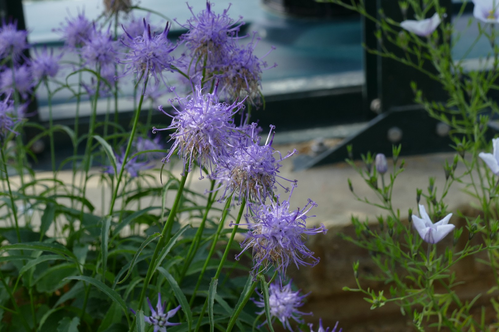 Phyteuma scheuchzeri - PictureThis