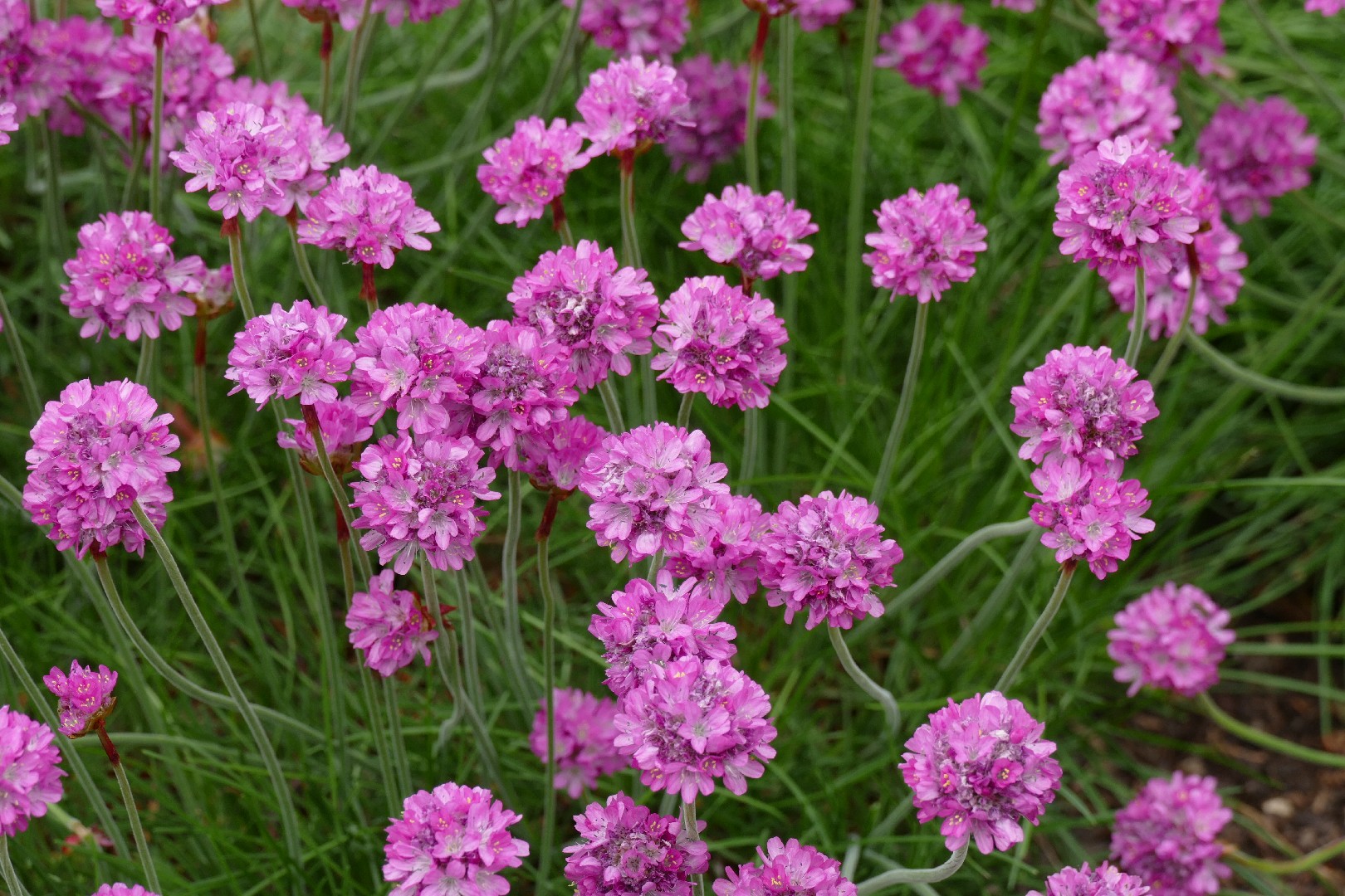 Armeria splendens - PictureThis