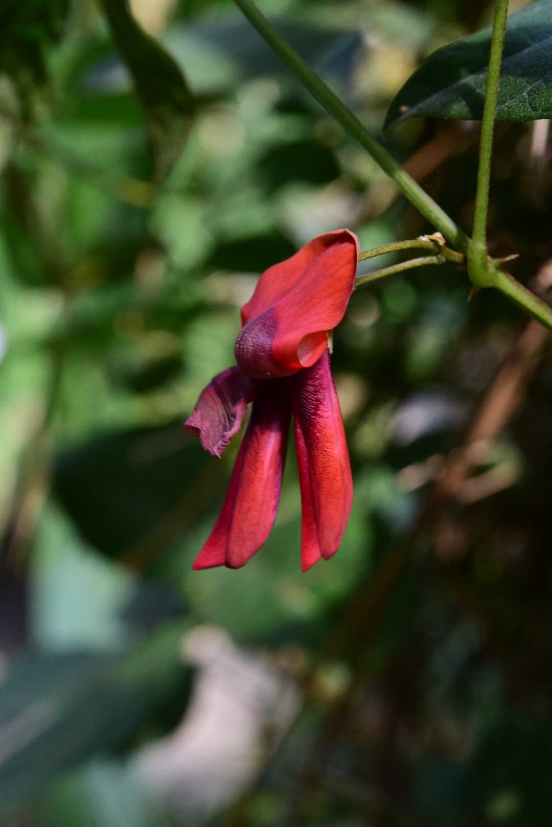 Kennedia rubicunda - PictureThis