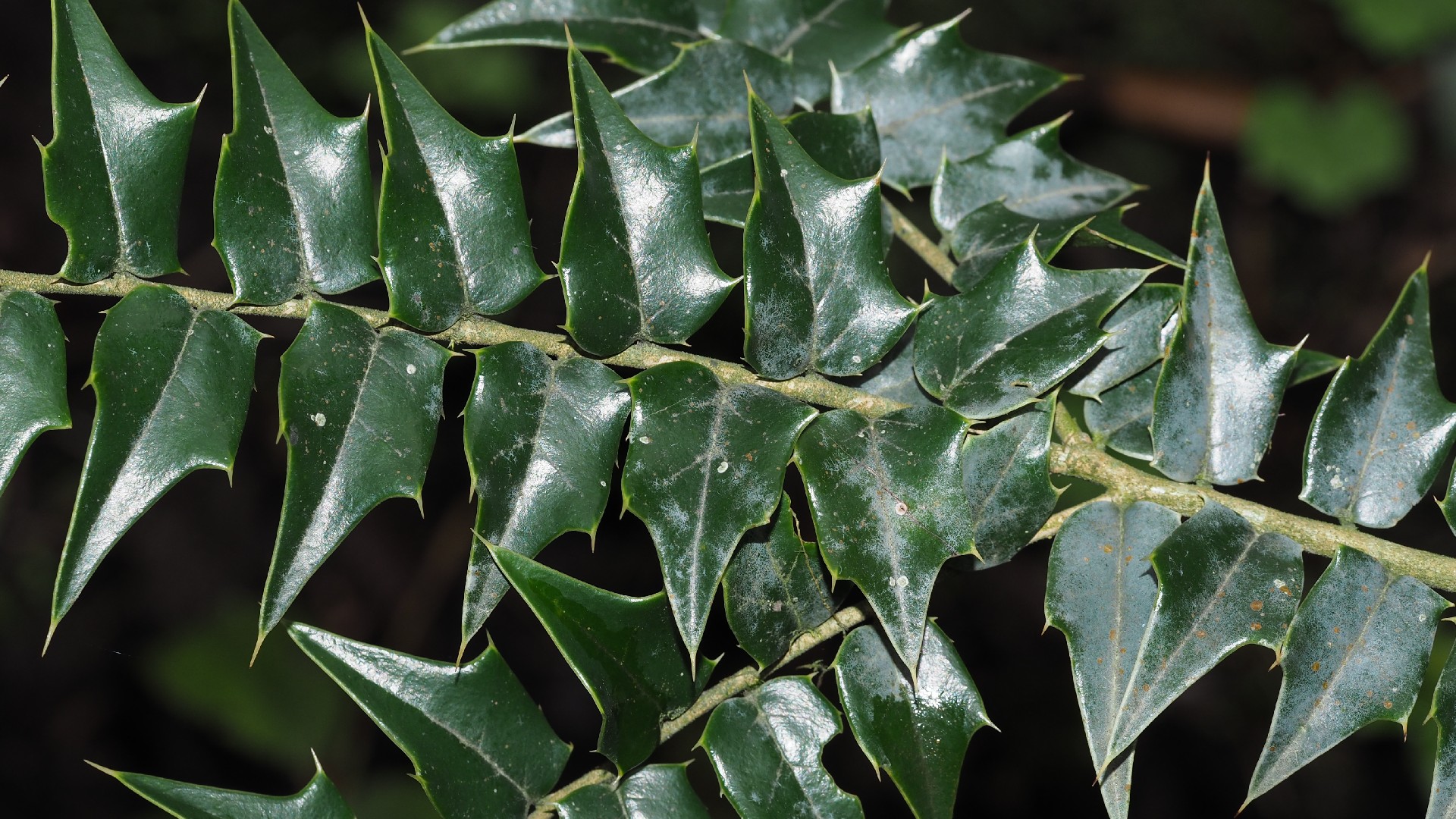 Ilex pernyi - PictureThis