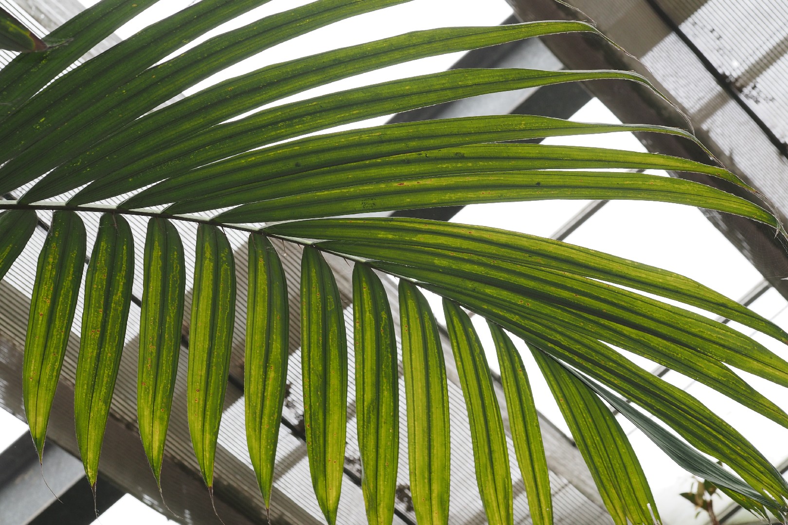 Salak (Salacca zalacca) - PictureThis