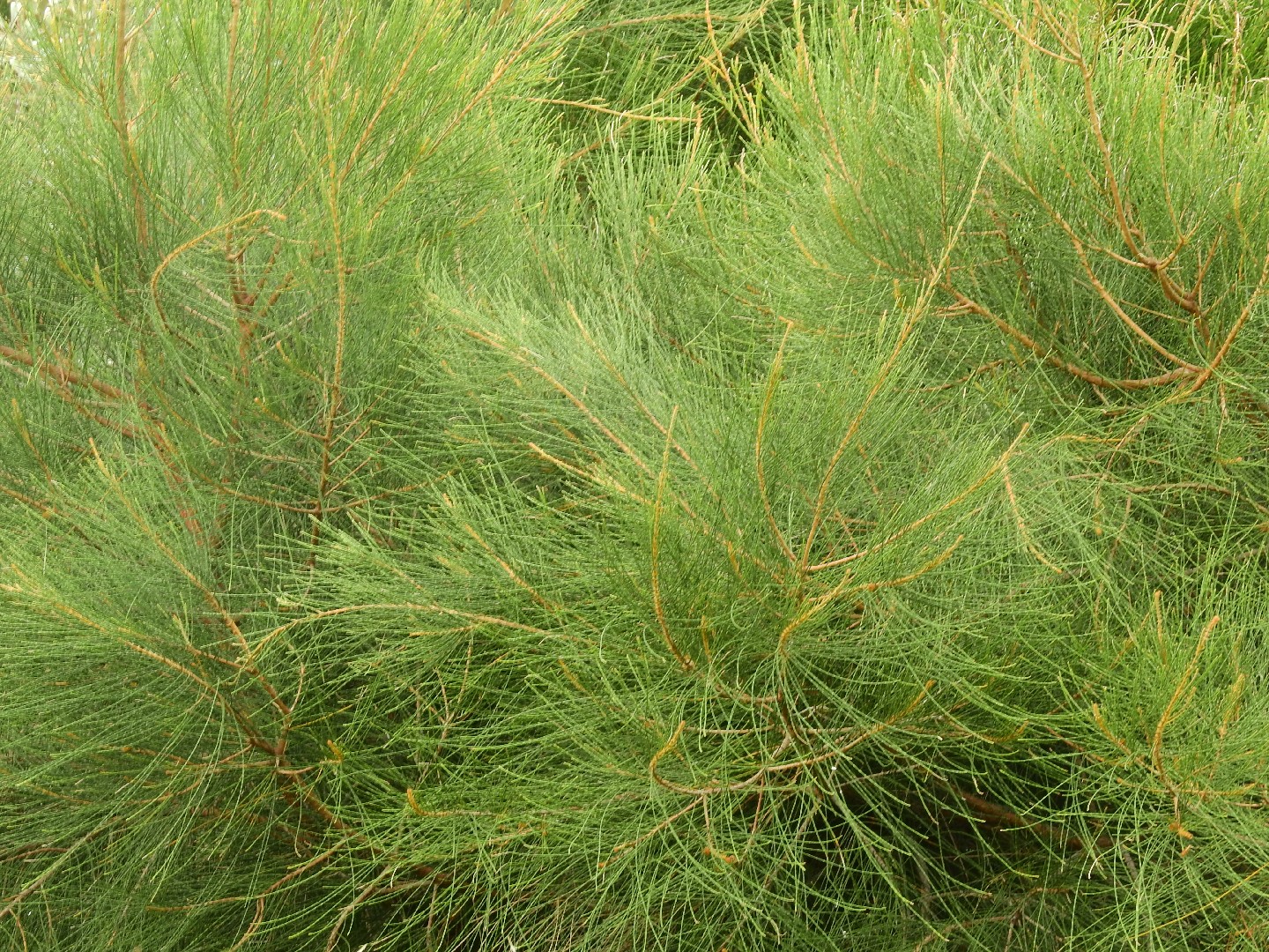 Drooping she-oak (Allocasuarina verticillata) - PictureThis
