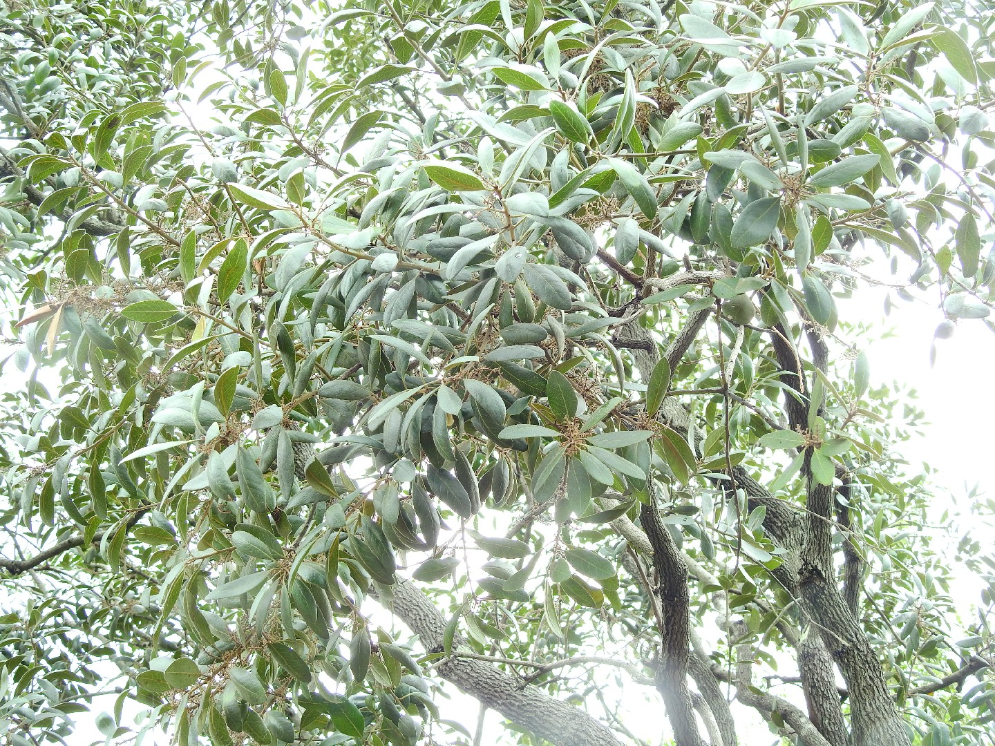 Large-leaved guarri (Euclea natalensis) Flower, Leaf, Care, Uses ...