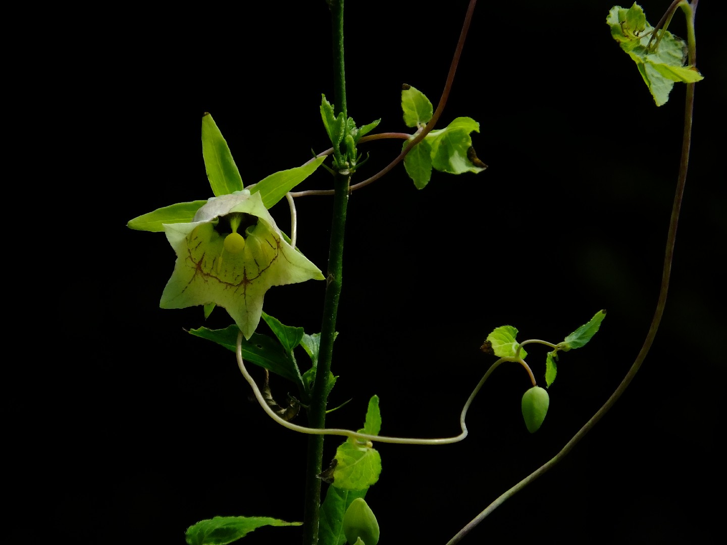 Codonopsis pilosula subsp. tangshen - PictureThis