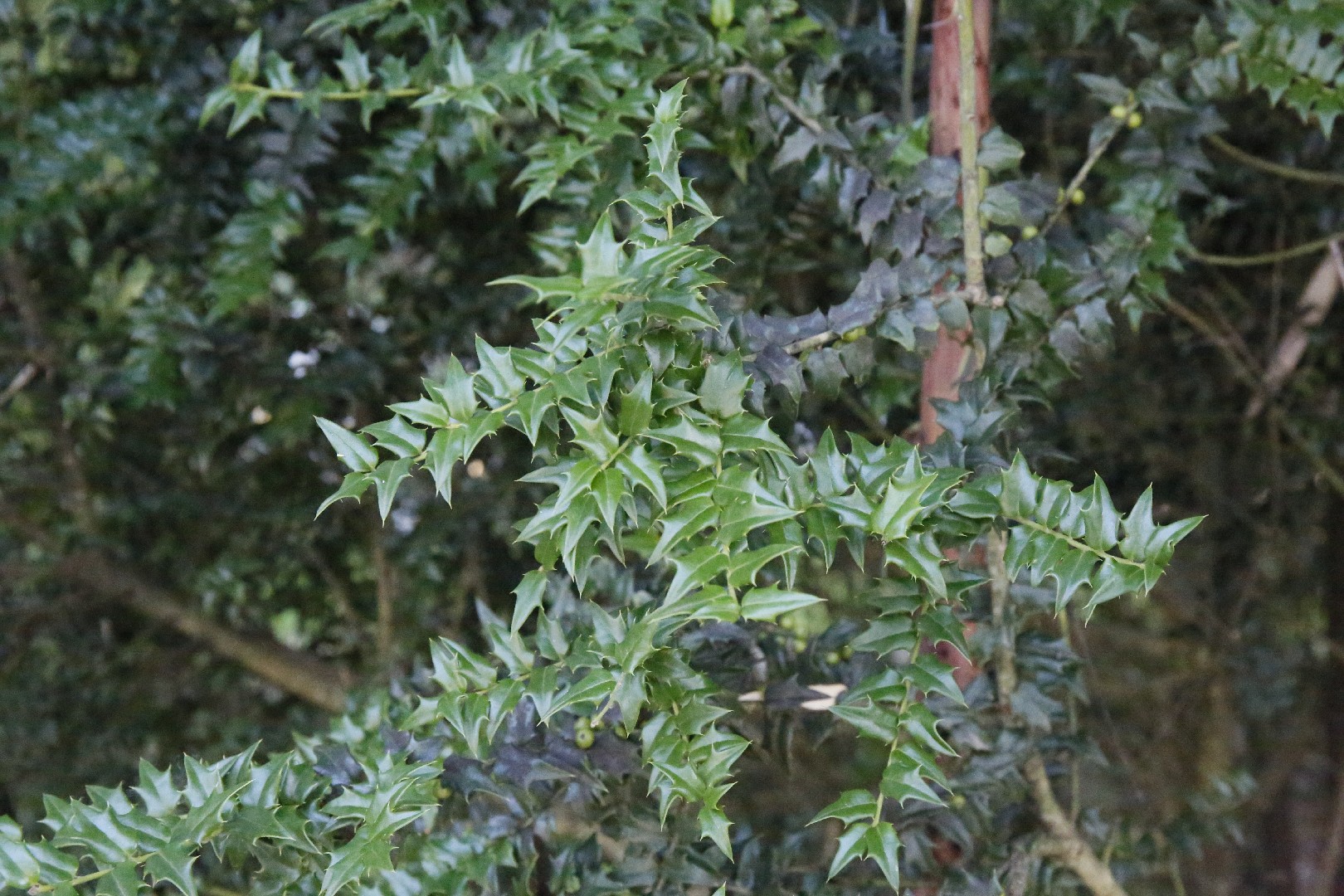 Ilex pernyi - PictureThis