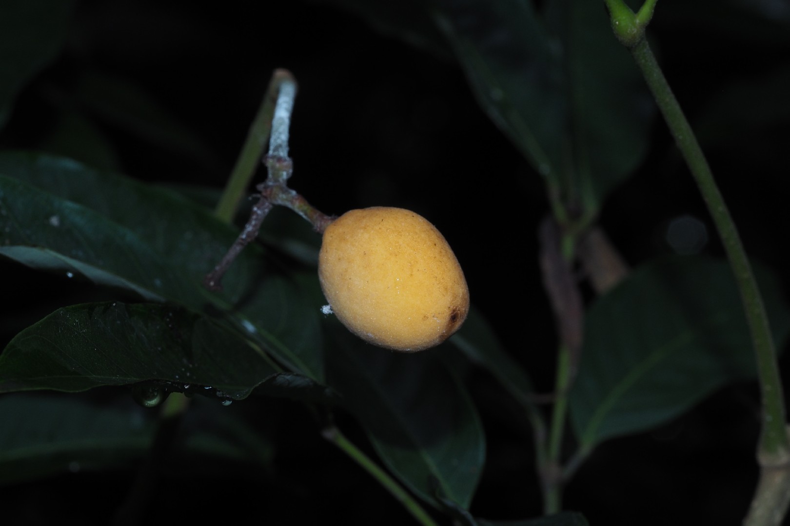 Walsura robusta Flower, Leaf, Care, Uses - PictureThis