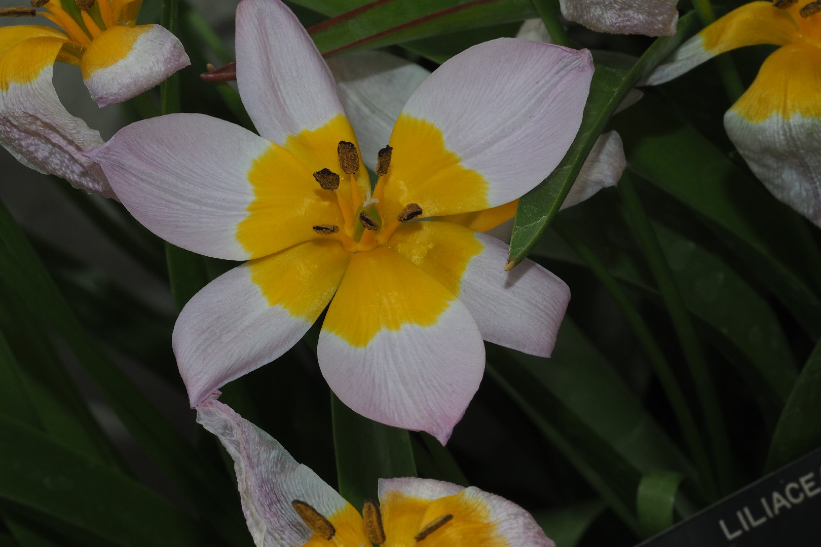 Tulipán de Creta (Tulipa saxatilis) - PictureThis
