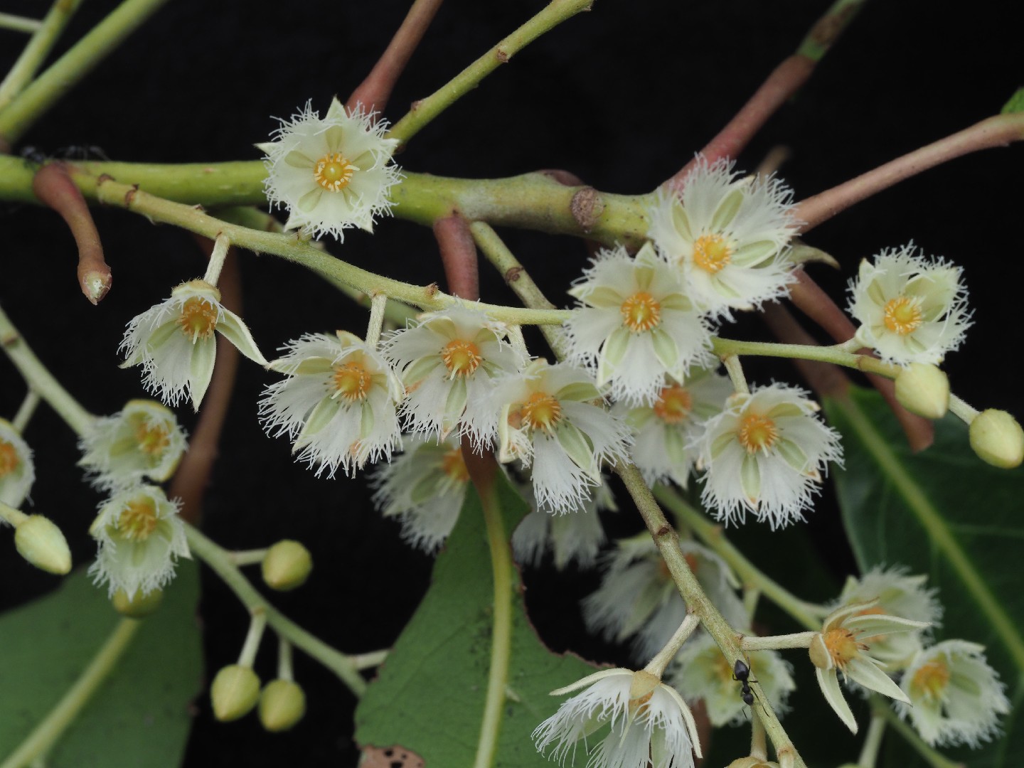 Elaeocarpus sylvestris - PictureThis