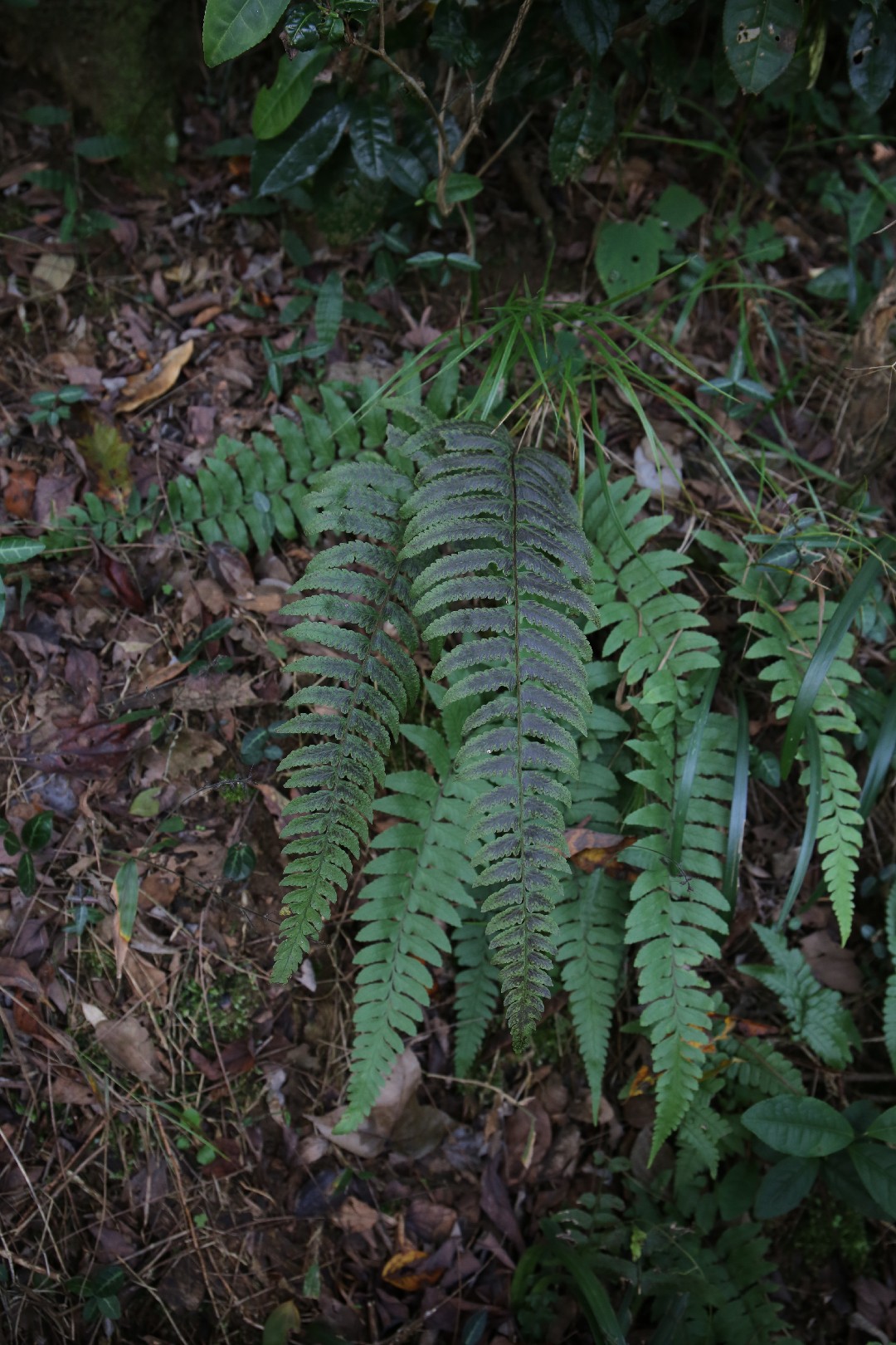 Rock lace fern (Microlepia marginata) Flower, Leaf, Care, Uses ...