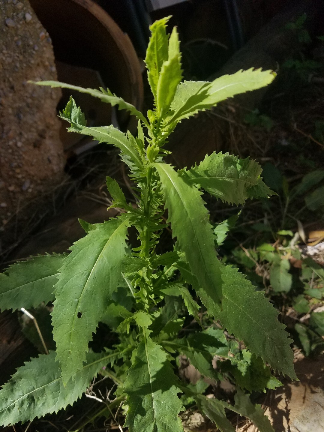 Winged-stem laggera (Laggera alata) Flower, Leaf, Care, Uses - PictureThis