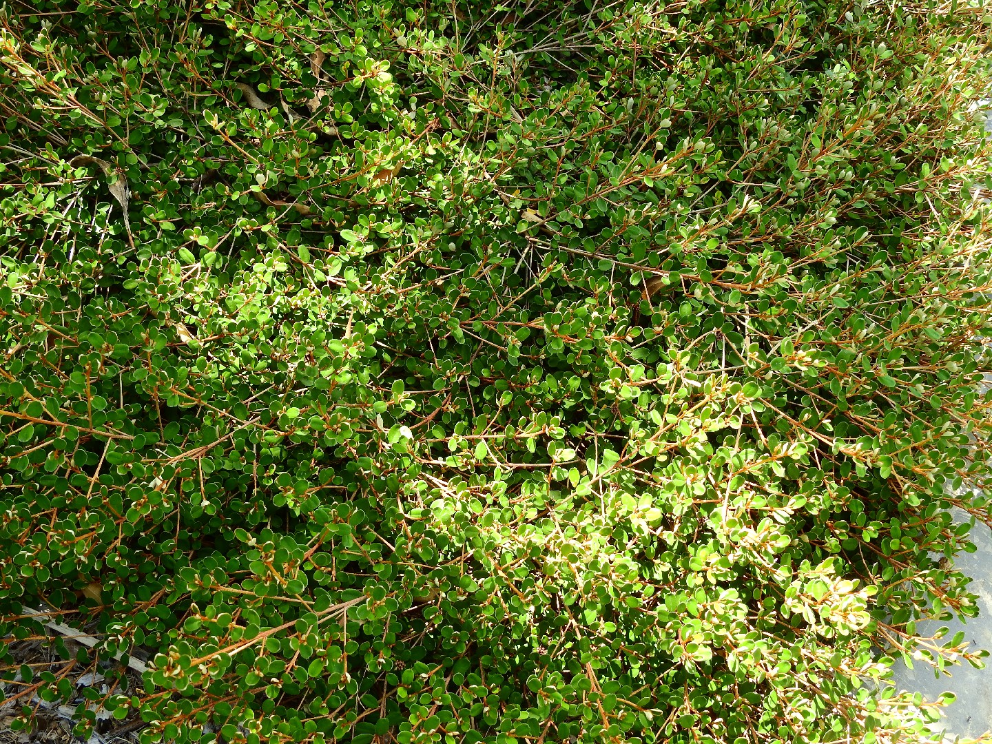 Phebalium Care (Watering, Fertilize, Pruning, Propagation) - PictureThis