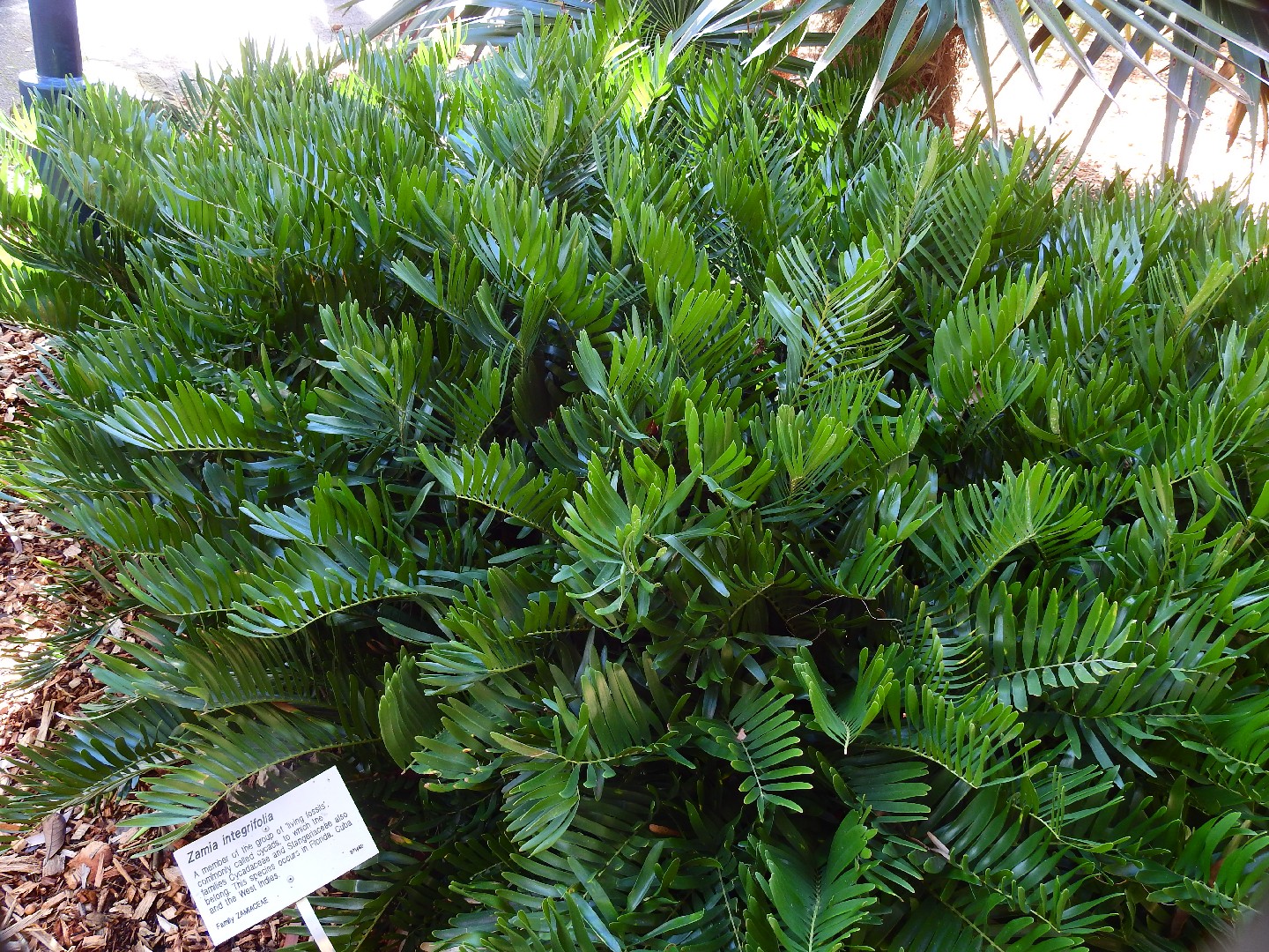 Coontie Care (Watering, Fertilize, Pruning, Propagation) - PictureThis