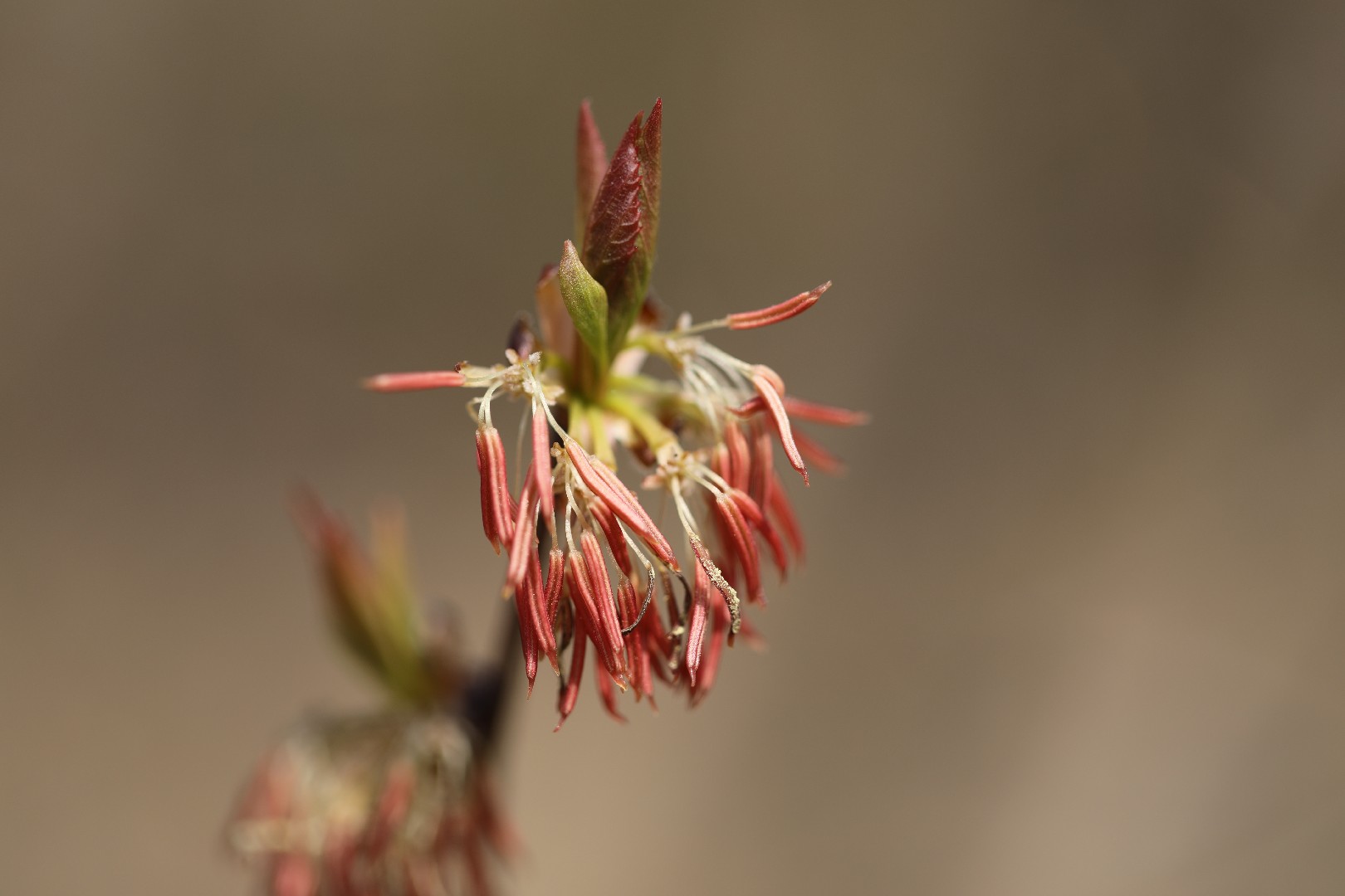 Euptelea Flower, Leaf, Care, Uses - PictureThis