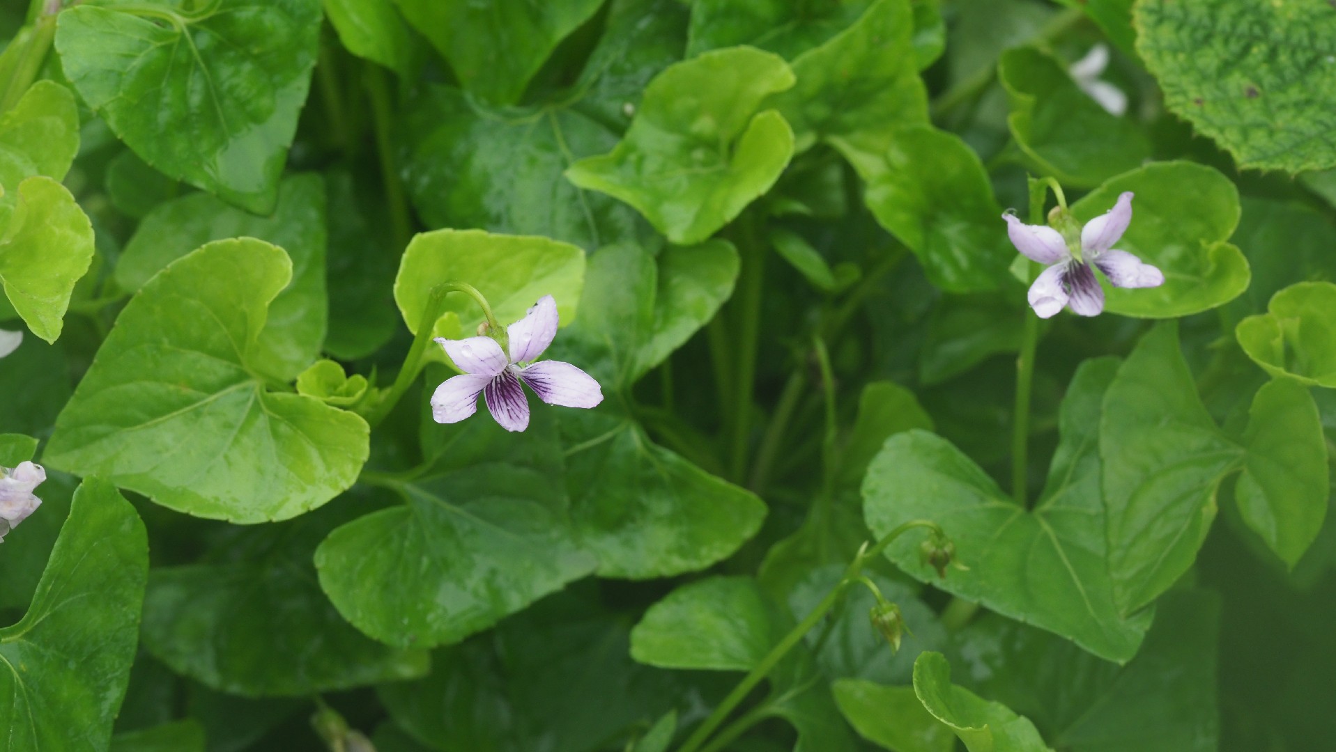 Common violet (Viola arcuata) Flower, Leaf, Care, Uses - PictureThis