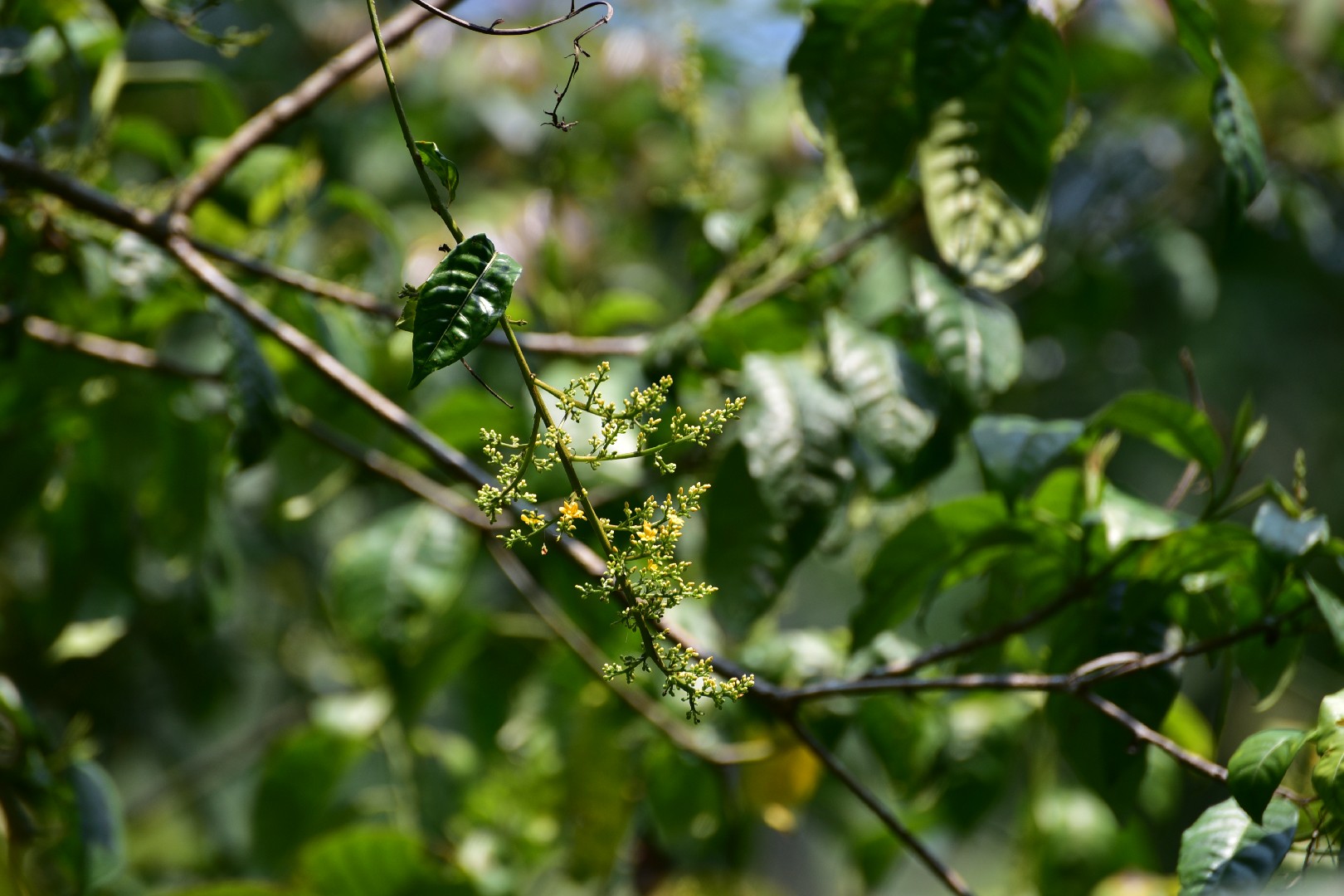 Trigonostemon Care (Watering, Fertilize, Pruning, Propagation ...