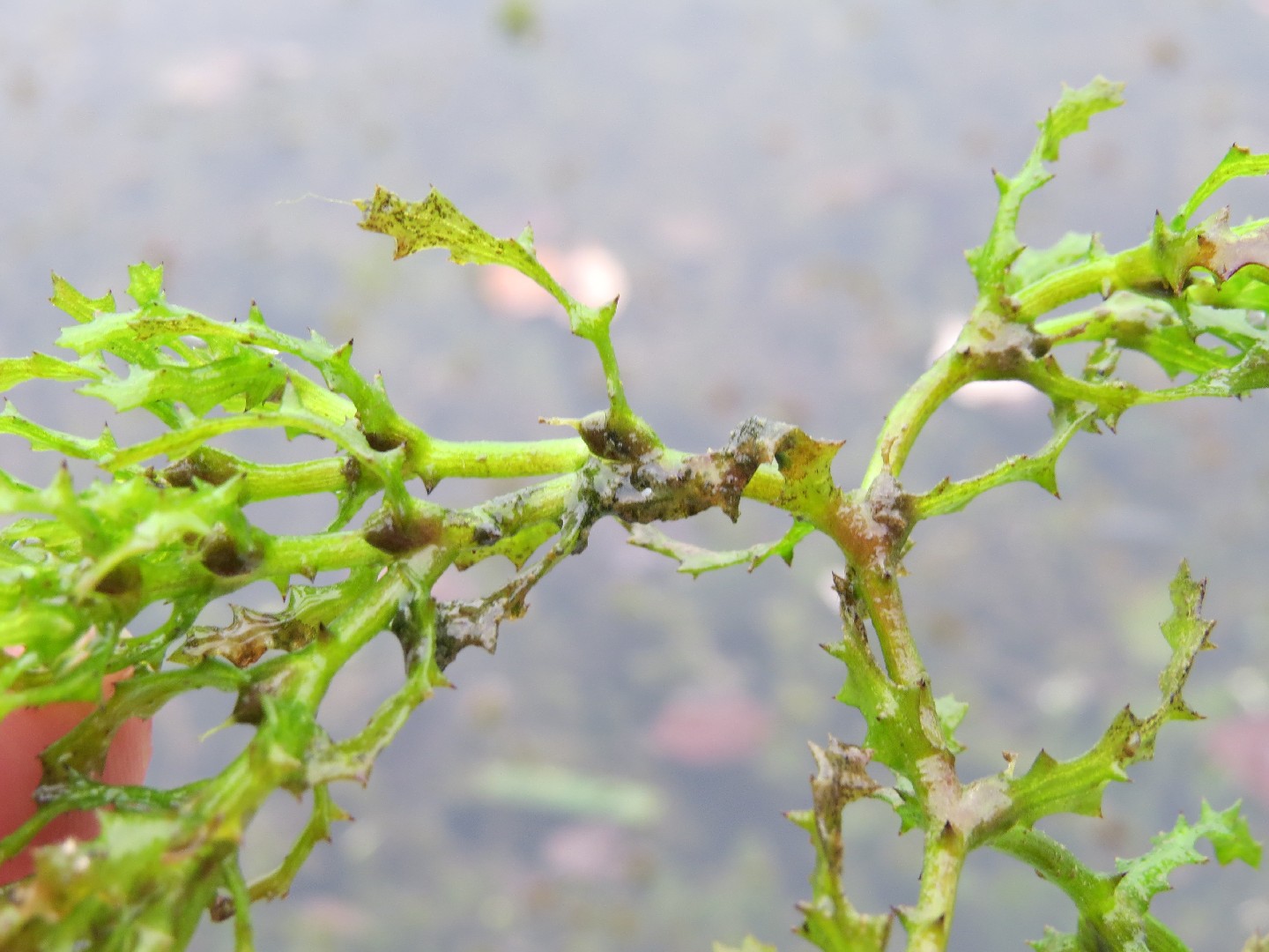 Spiny naiad (Najas marina) Flower, Leaf, Care, Uses - PictureThis