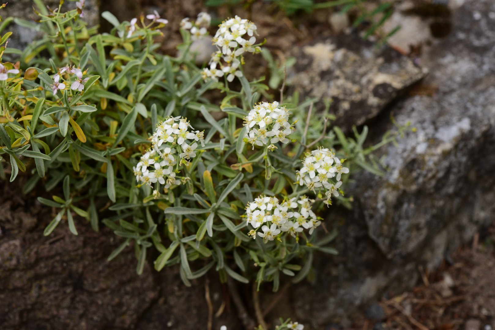 Spring madwort (Hormathophylla spinosa) Flower, Leaf, Care, Uses ...