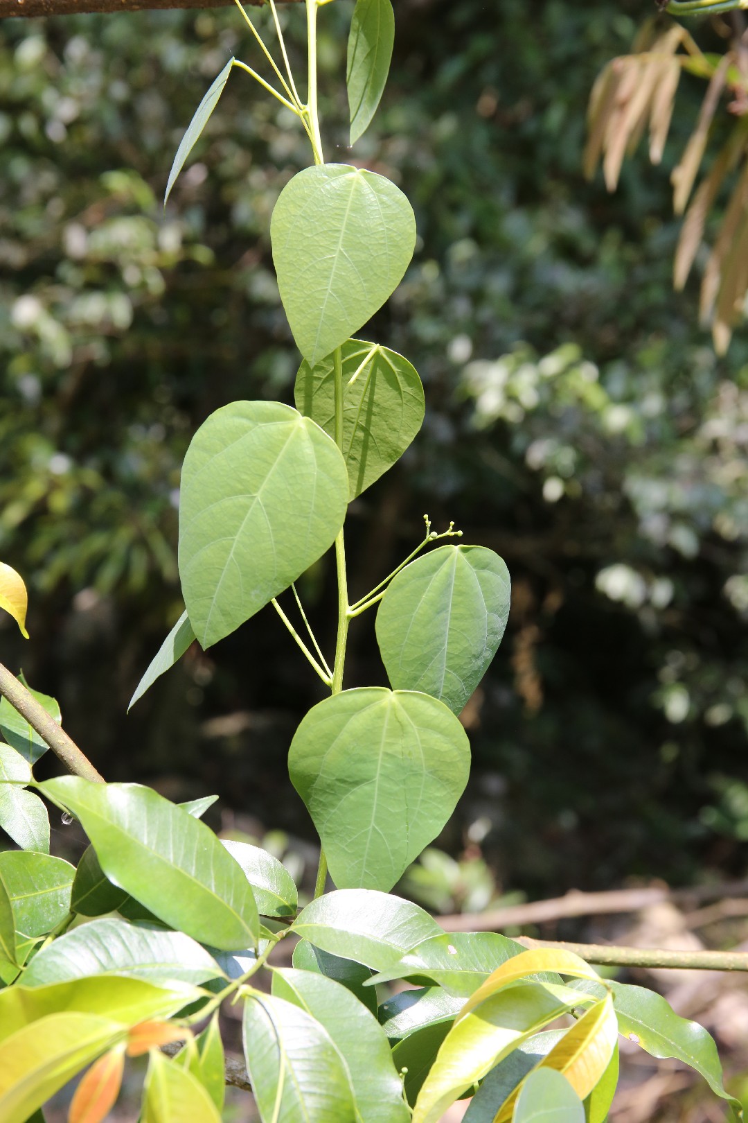 Iodes Care (Watering, Fertilize, Pruning, Propagation) - PictureThis