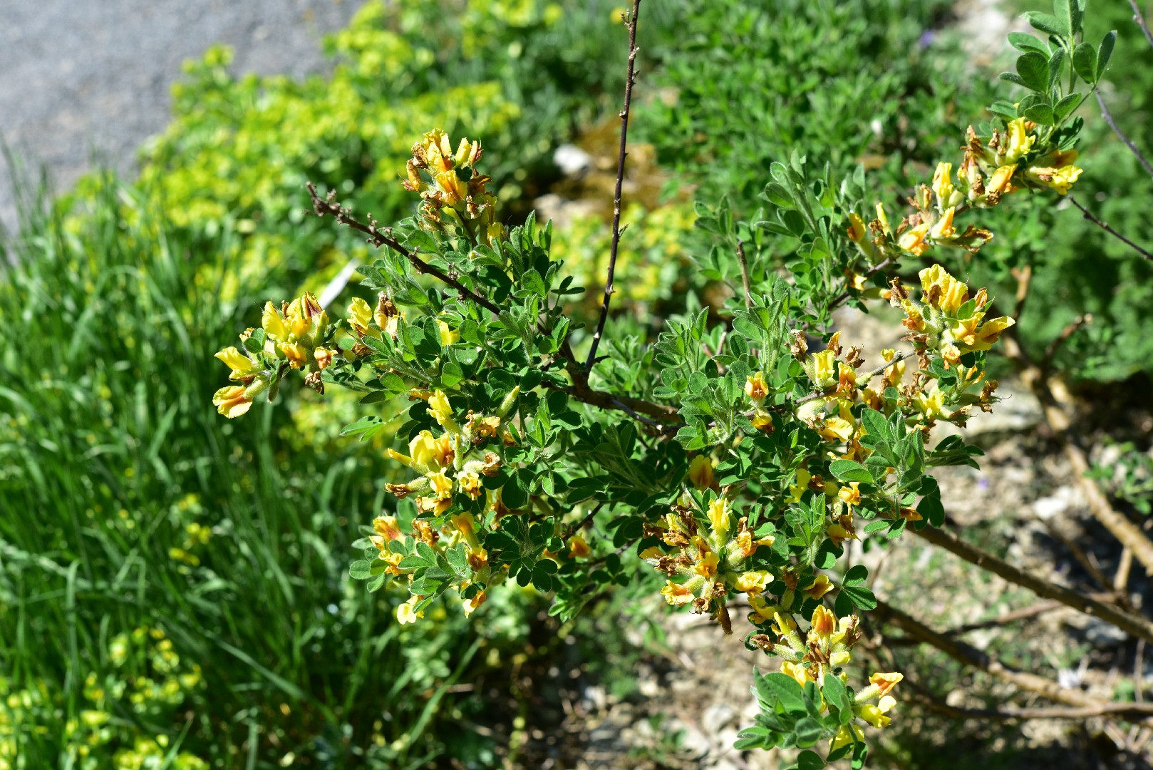 Cytisus hirsutus - PictureThis