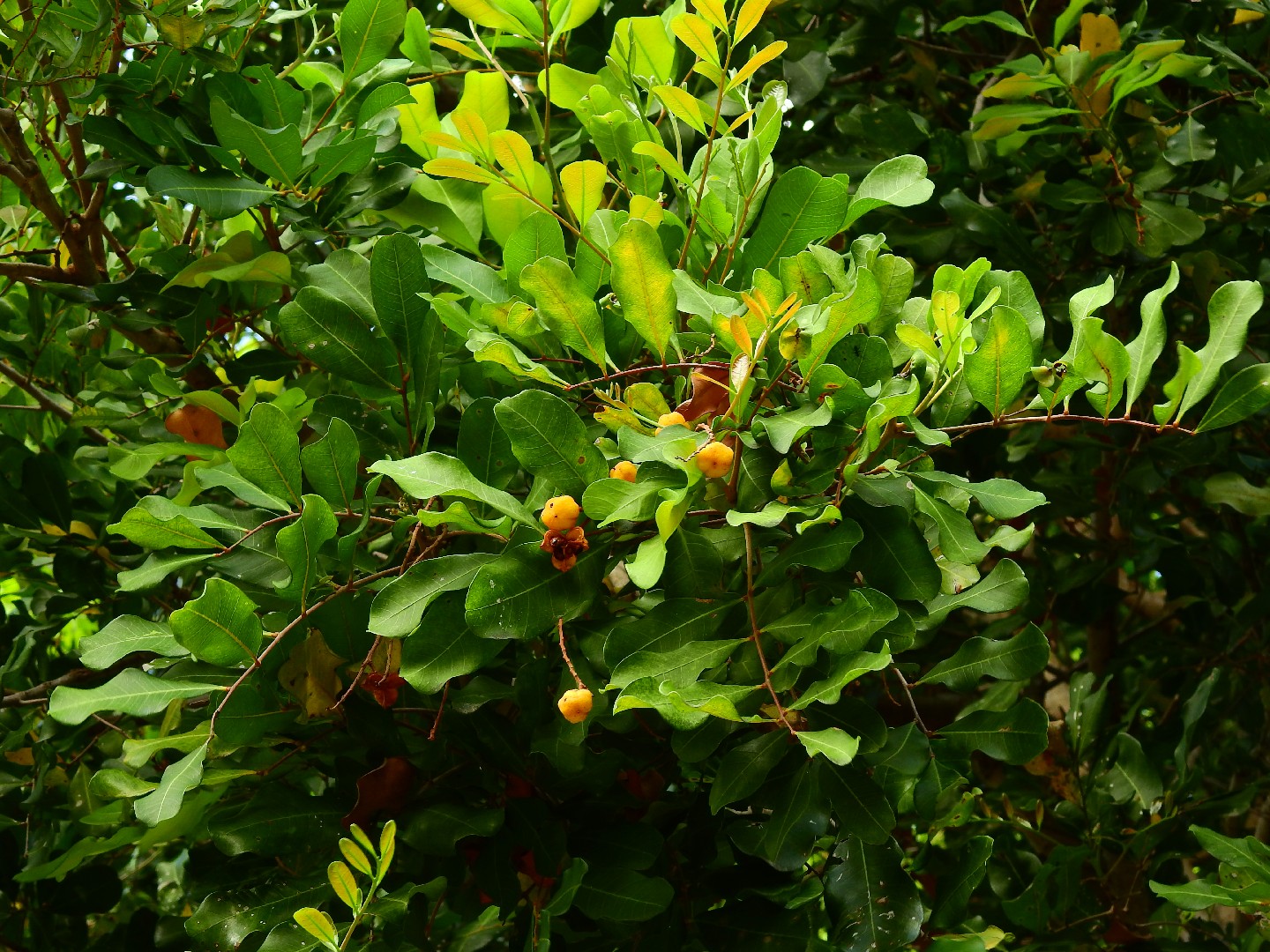 Soapberry (Sapindaceae) Flower, Leaf, Care, Uses - PictureThis