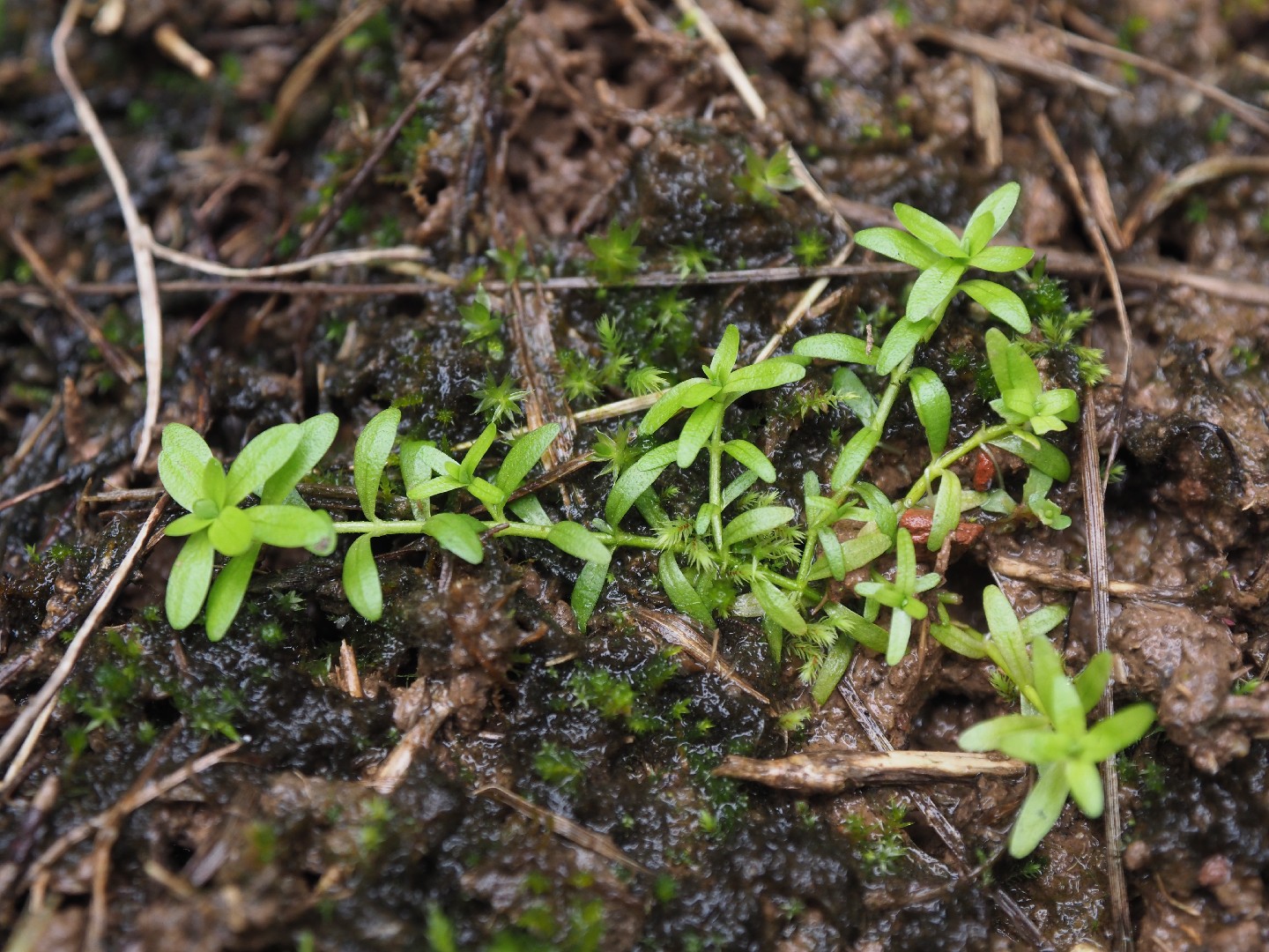 Water-Starwort (Callitriche) Flower, Leaf, Care, Uses - PictureThis