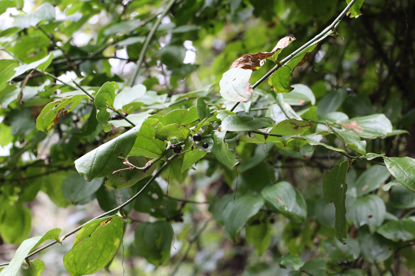 Smilax sieboldii - PictureThis