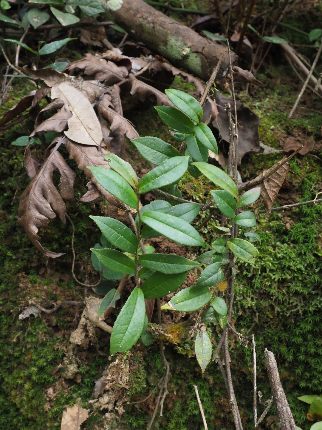 Eurya nitida - PictureThis