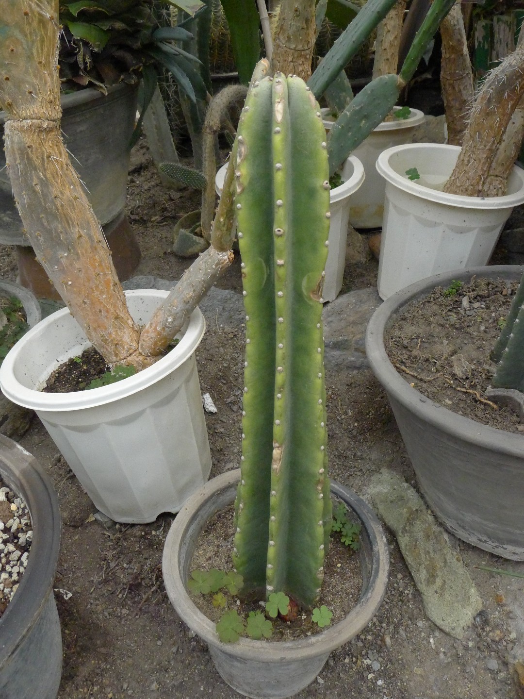 San pedro (Echinopsis pachanoi) - PictureThis