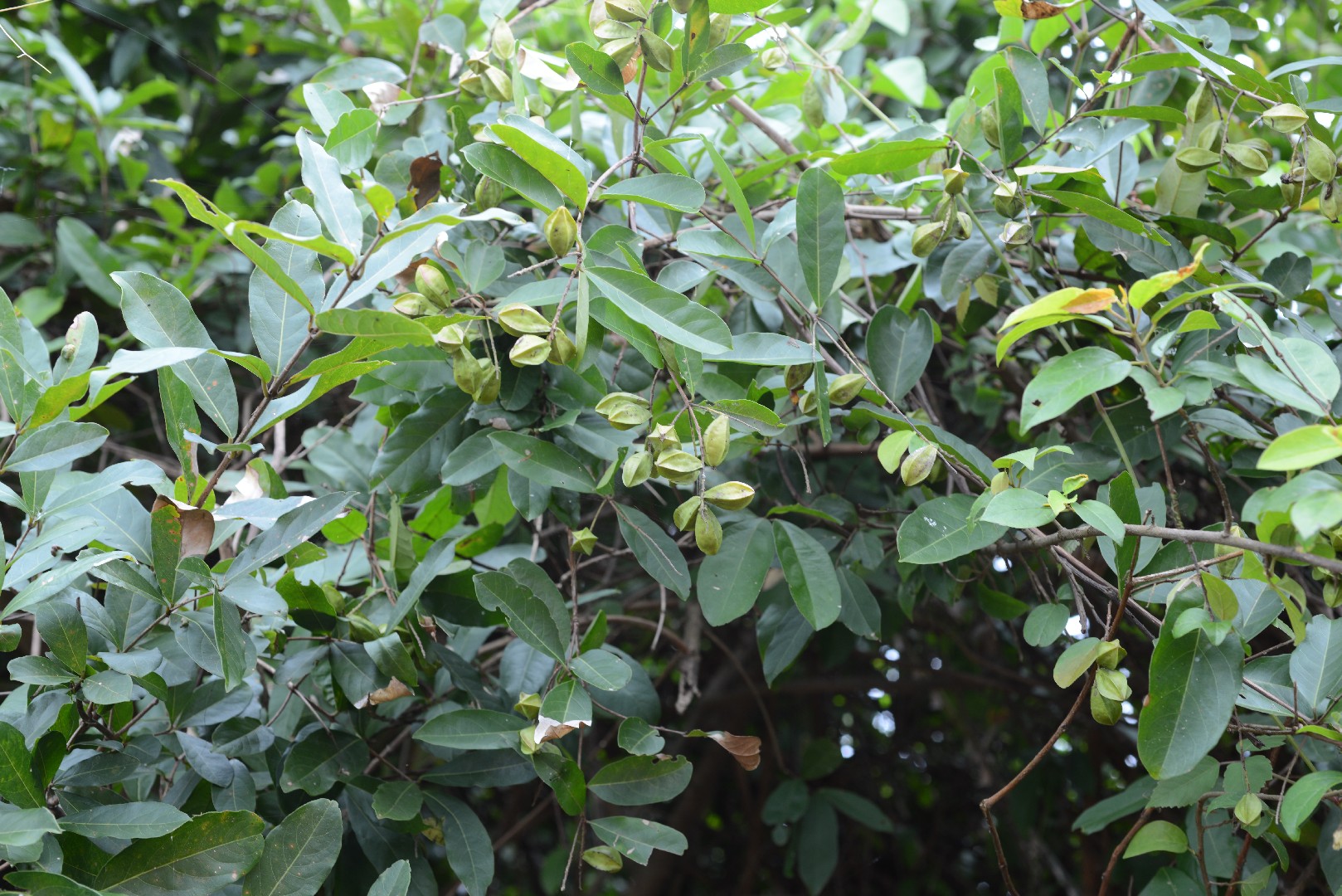 Terminalia - PictureThis