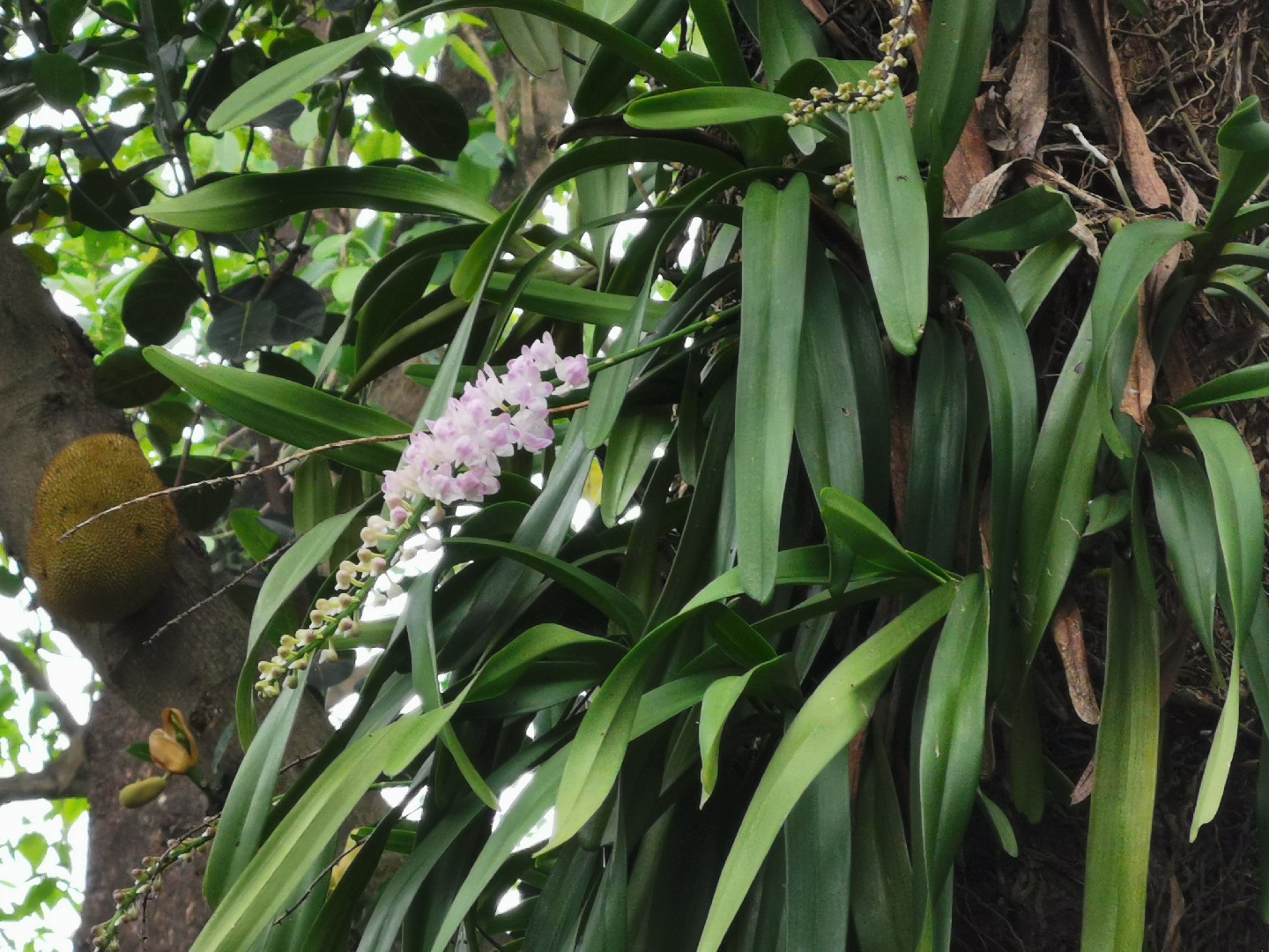 The rose colored aerides (Aerides rosea) Flower, Leaf, Care, Uses ...