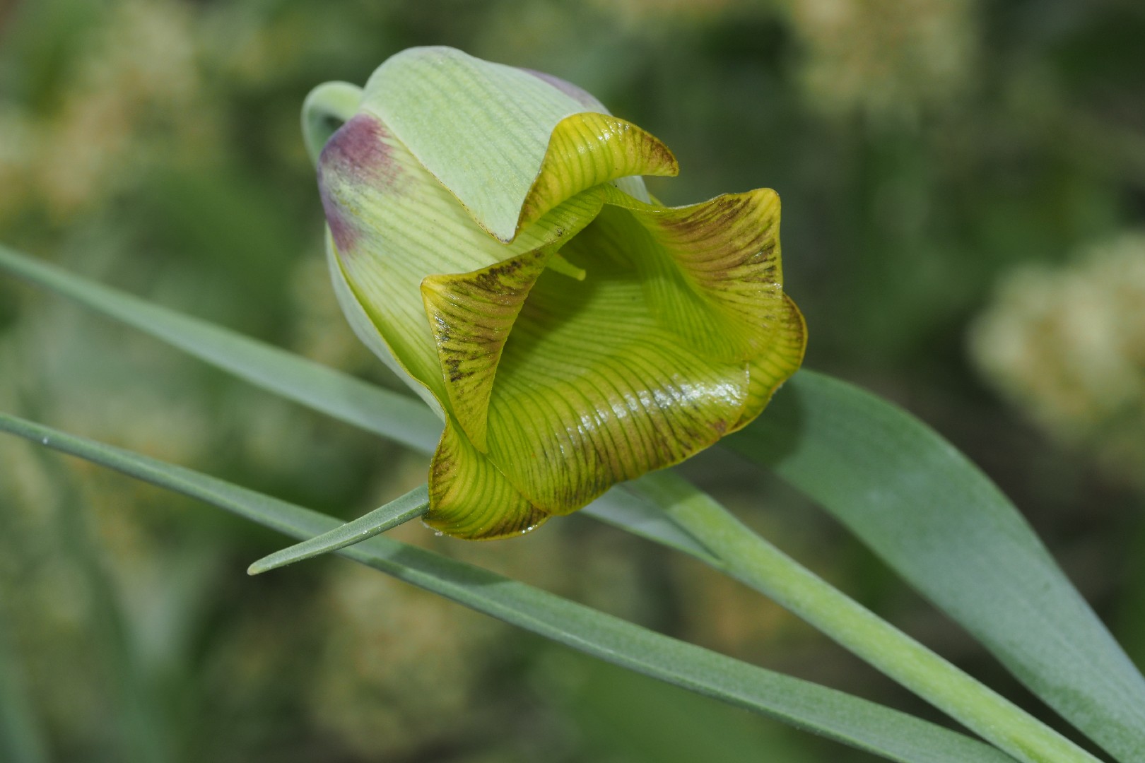 How to Plant and Grow Fritillaria pontica(Fritillaria pontica)