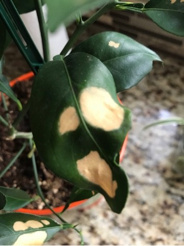 Bonetero rastrero (Euonymus fortunei) - PictureThis