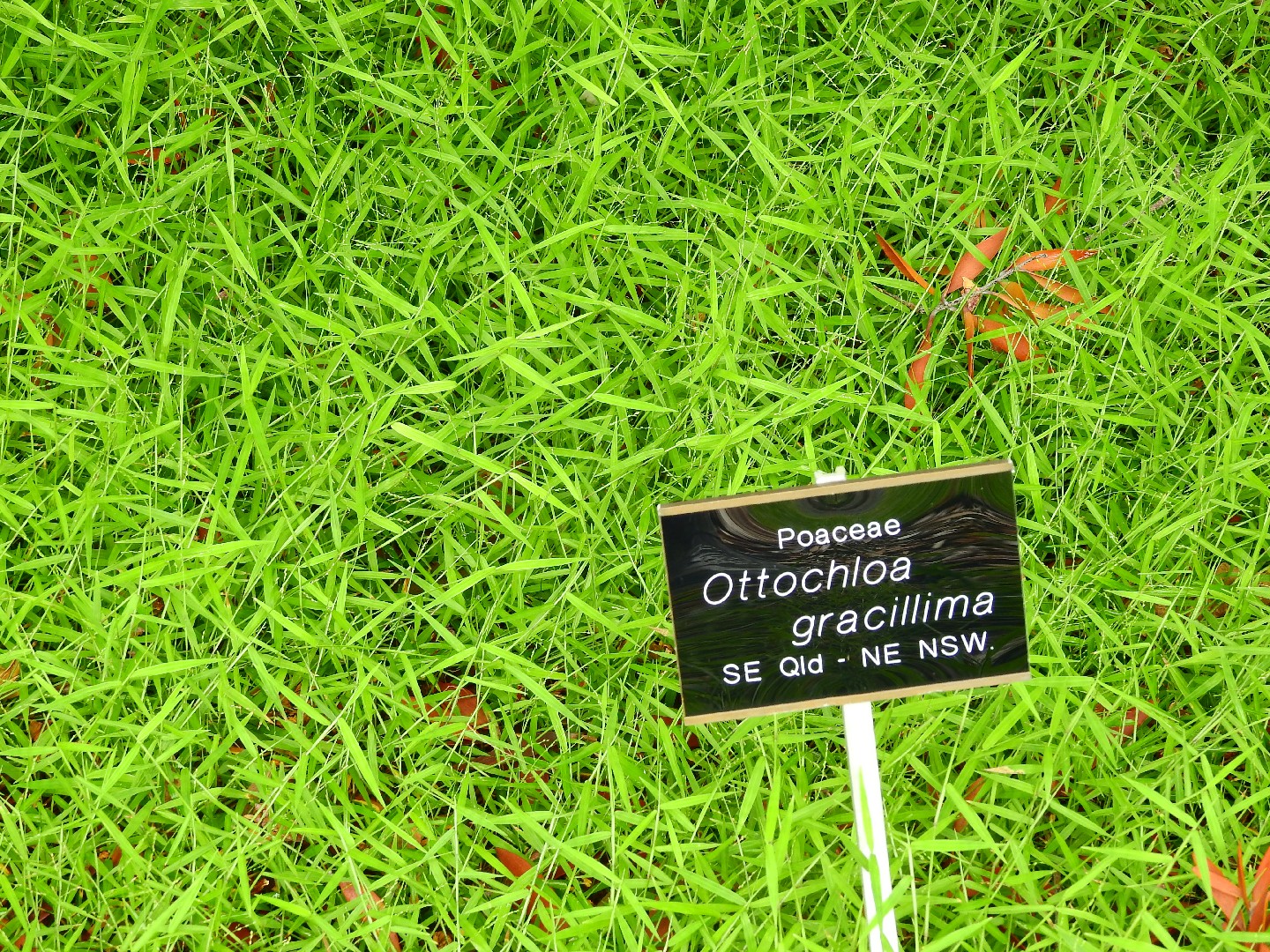 Ottochloa Care (Watering, Fertilize, Pruning, Propagation) - PictureThis
