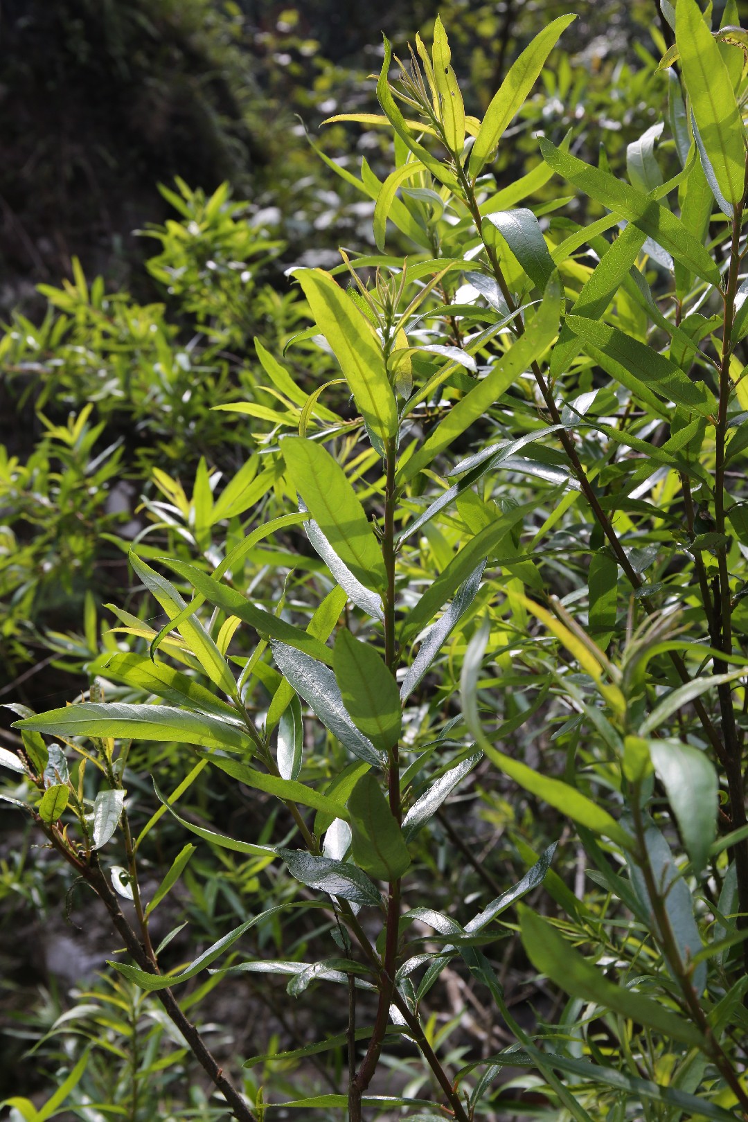 Willow-leaved water croton (Homonoia riparia) Flower, Leaf, Care, Uses ...