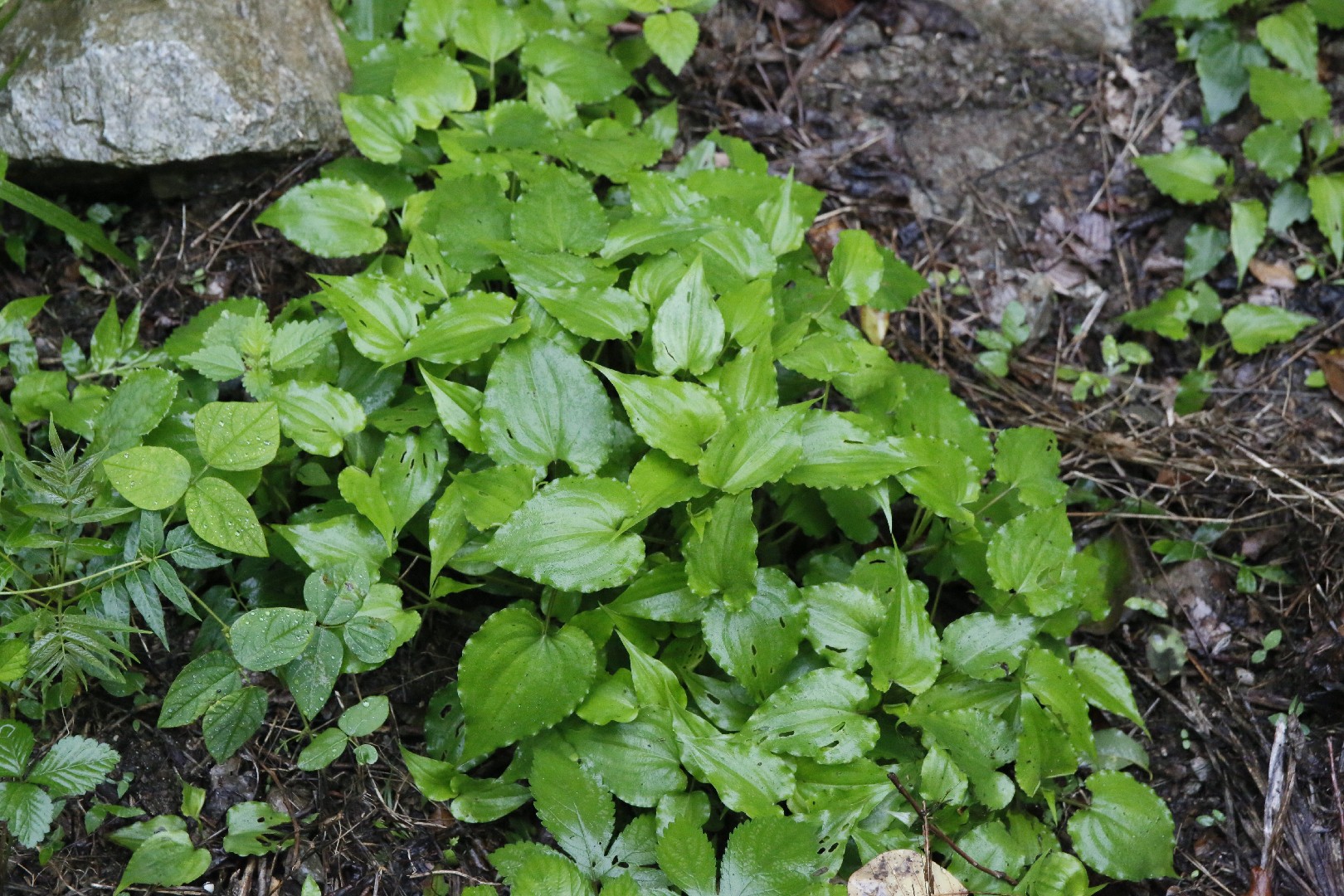 Streptolirion volubile (Streptolirion volubile) คู่มือการดูแล - PictureThis