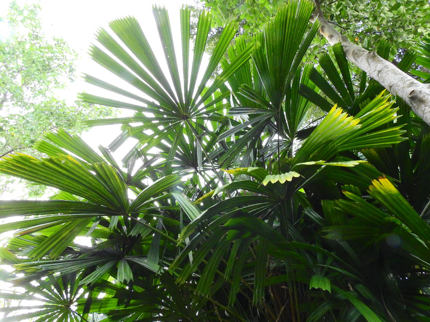 Licuala espinosa (Licuala spinosa) - PictureThis