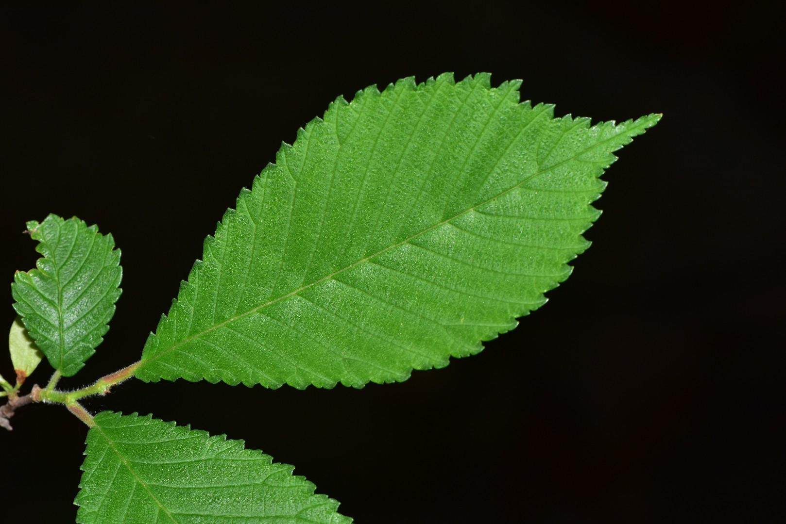 Japanese elm (Ulmus davidiana) Flower, Leaf, Care, Uses - PictureThis