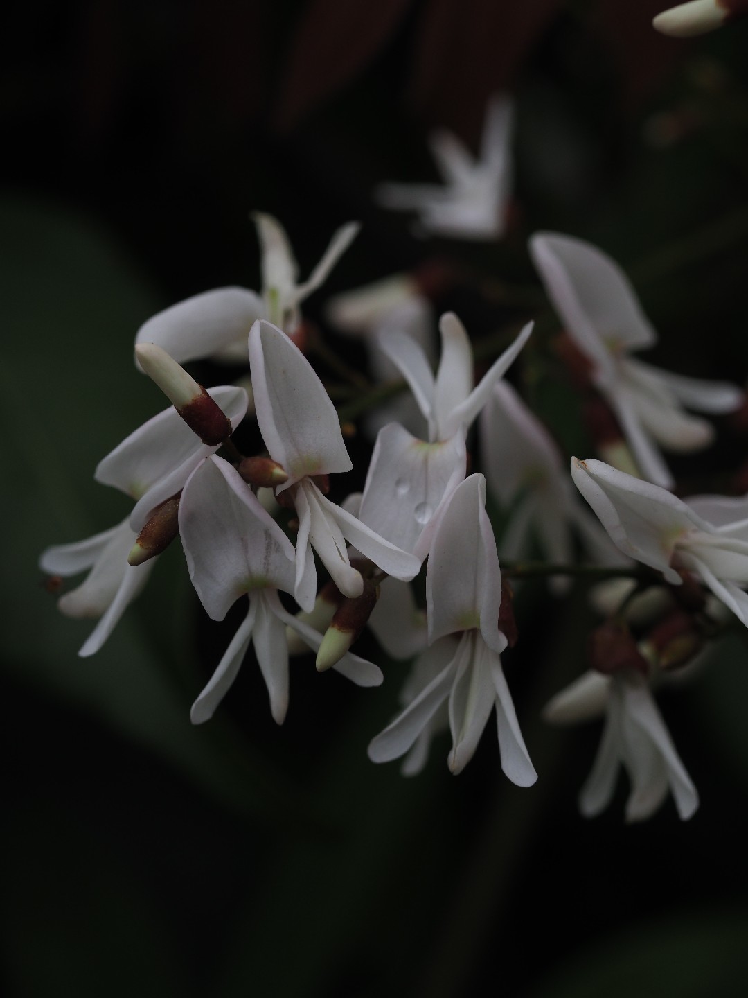 Derris fordii - PictureThis