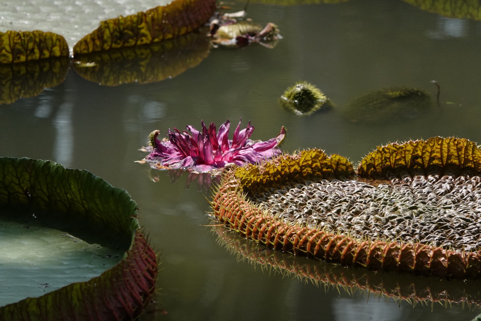 Santa-Cruz-Riesenseerose (Victoria cruziana) - PictureThis