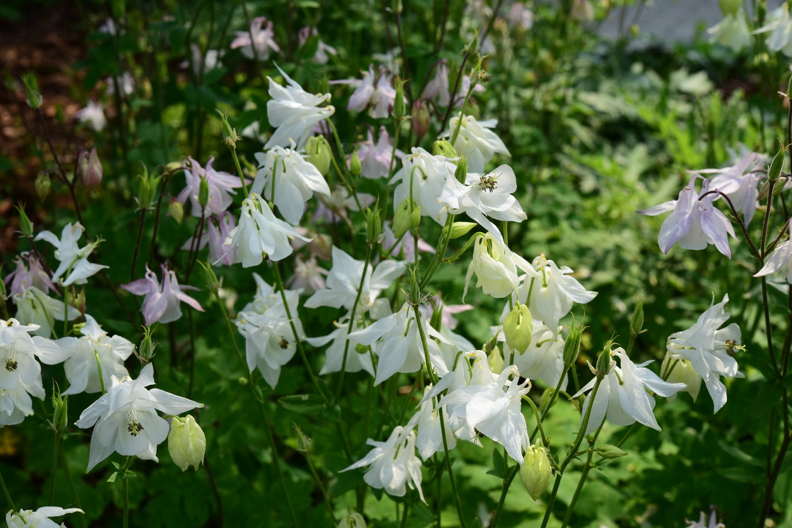Aquilegia fragrans - PictureThis