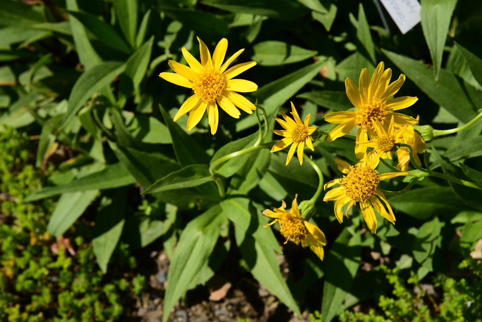 Tonestus lyallii - PictureThis