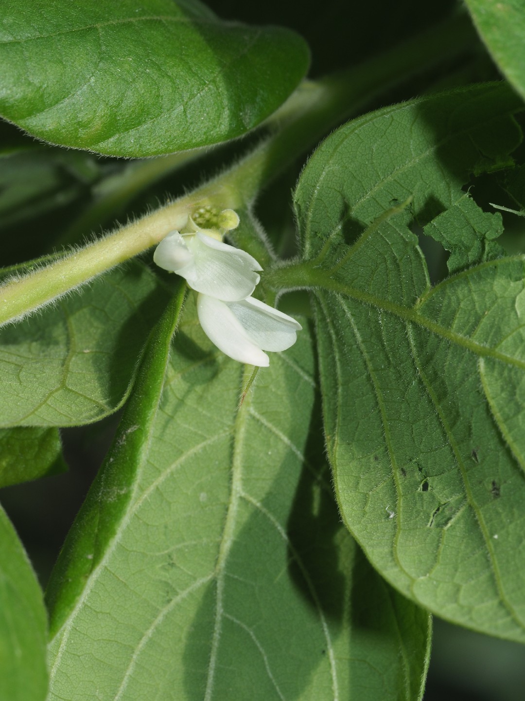 Phyllodium Flower, Leaf, Care, Uses - PictureThis