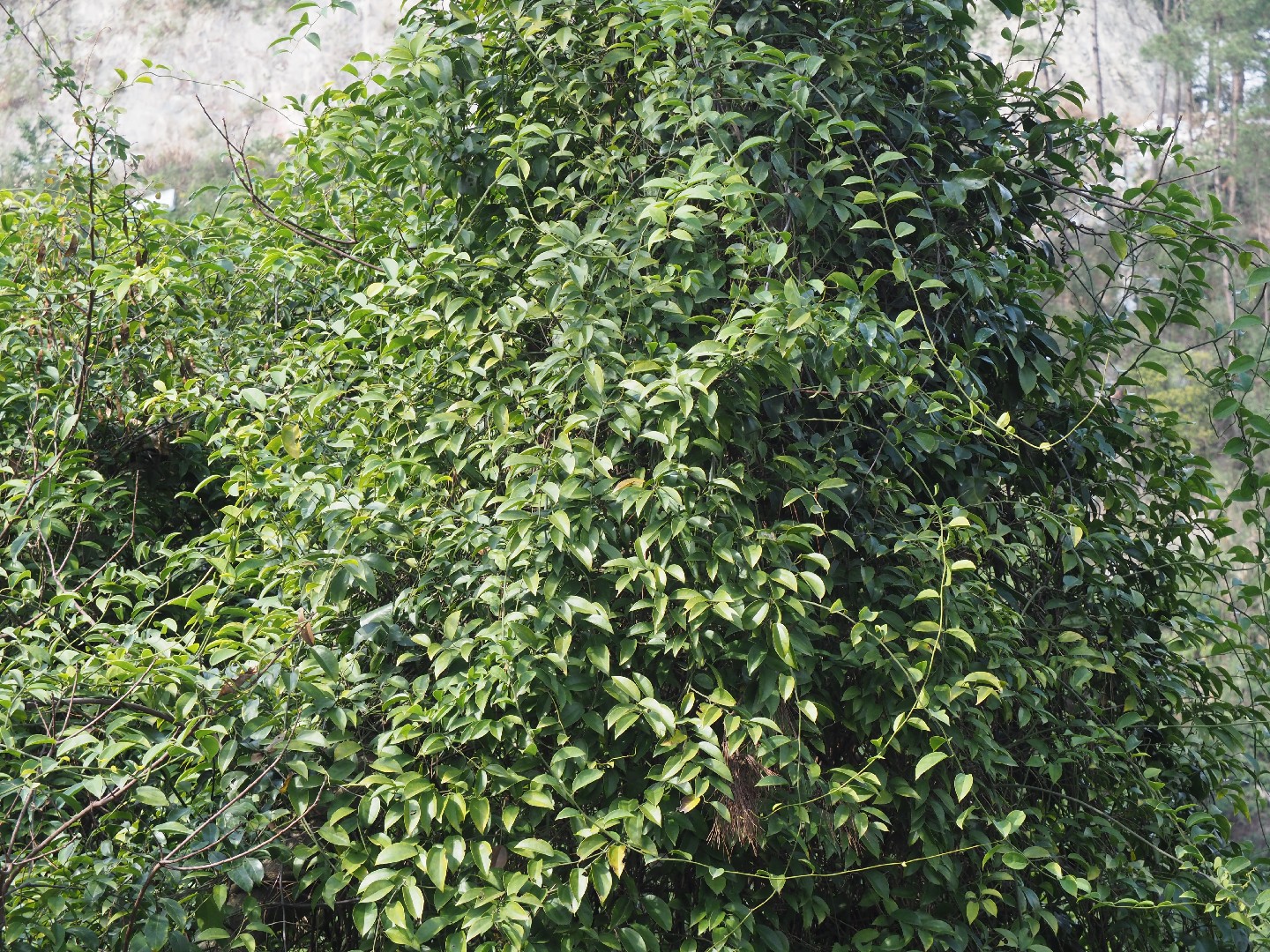 Hypserpa nitida Flower, Leaf, Care, Uses - PictureThis