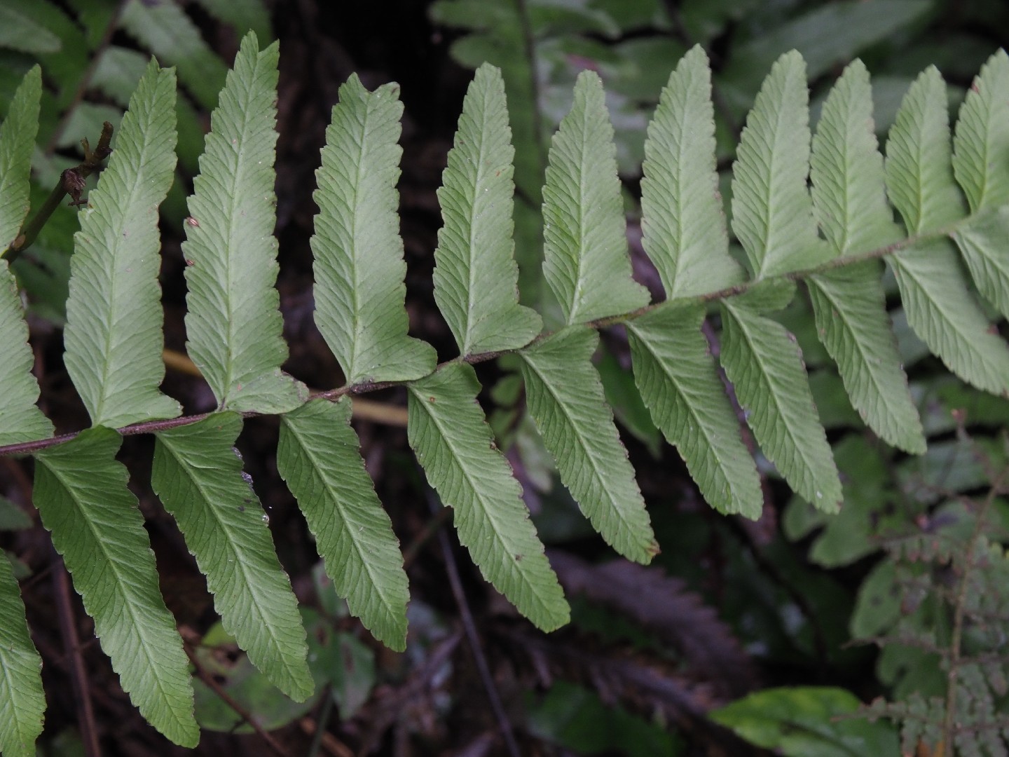 Rock lace fern (Microlepia marginata) Flower, Leaf, Care, Uses ...