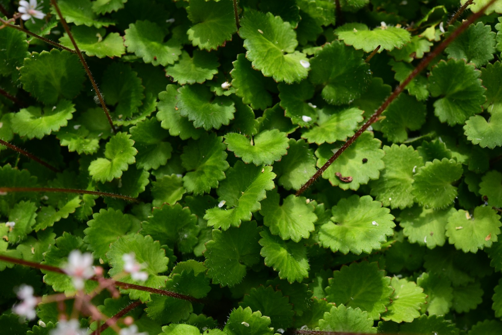 Kidney saxifrage (Saxifraga hirsuta) Flower, Leaf, Care, Uses - PictureThis