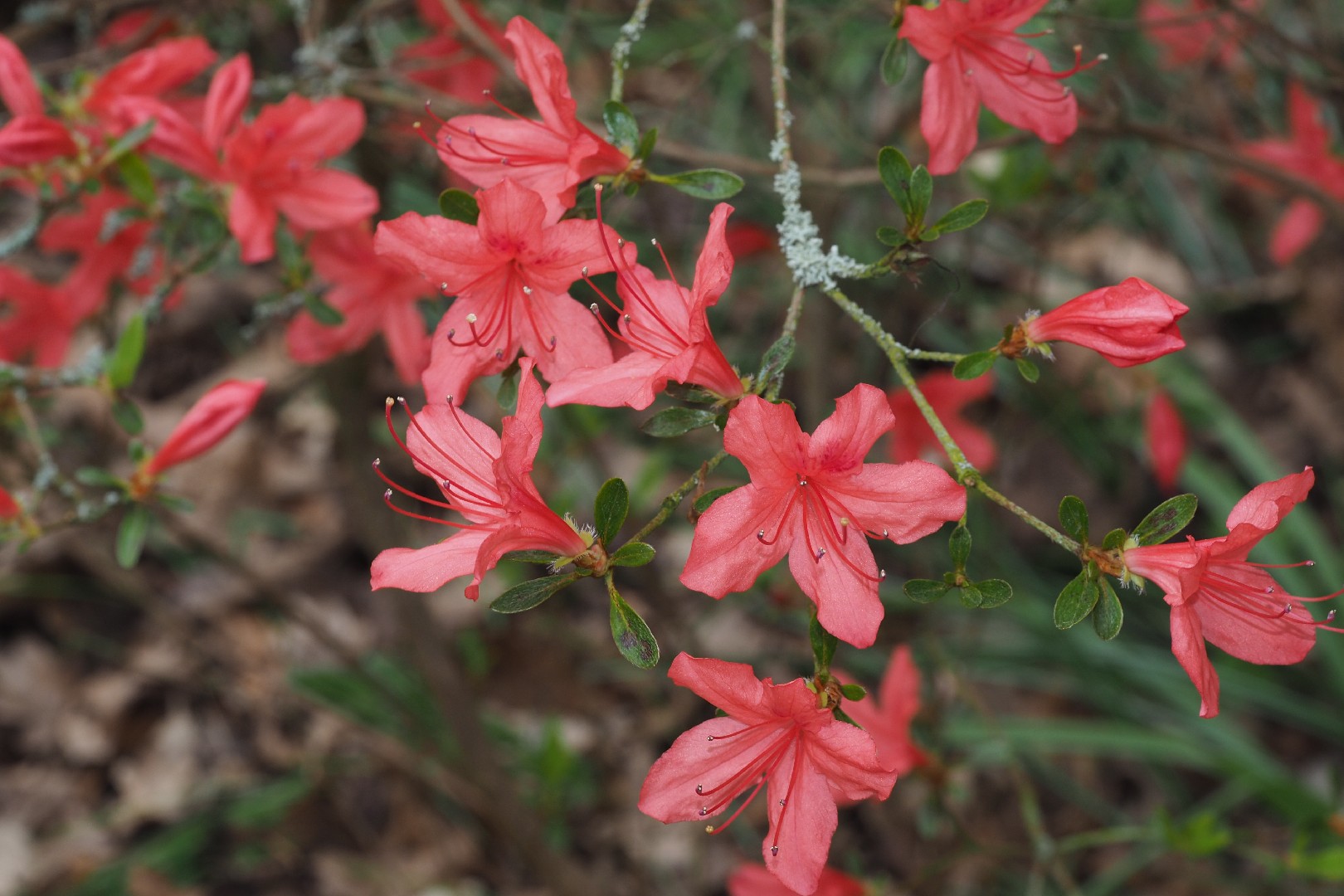 Rhododendron kaempferi - PictureThis